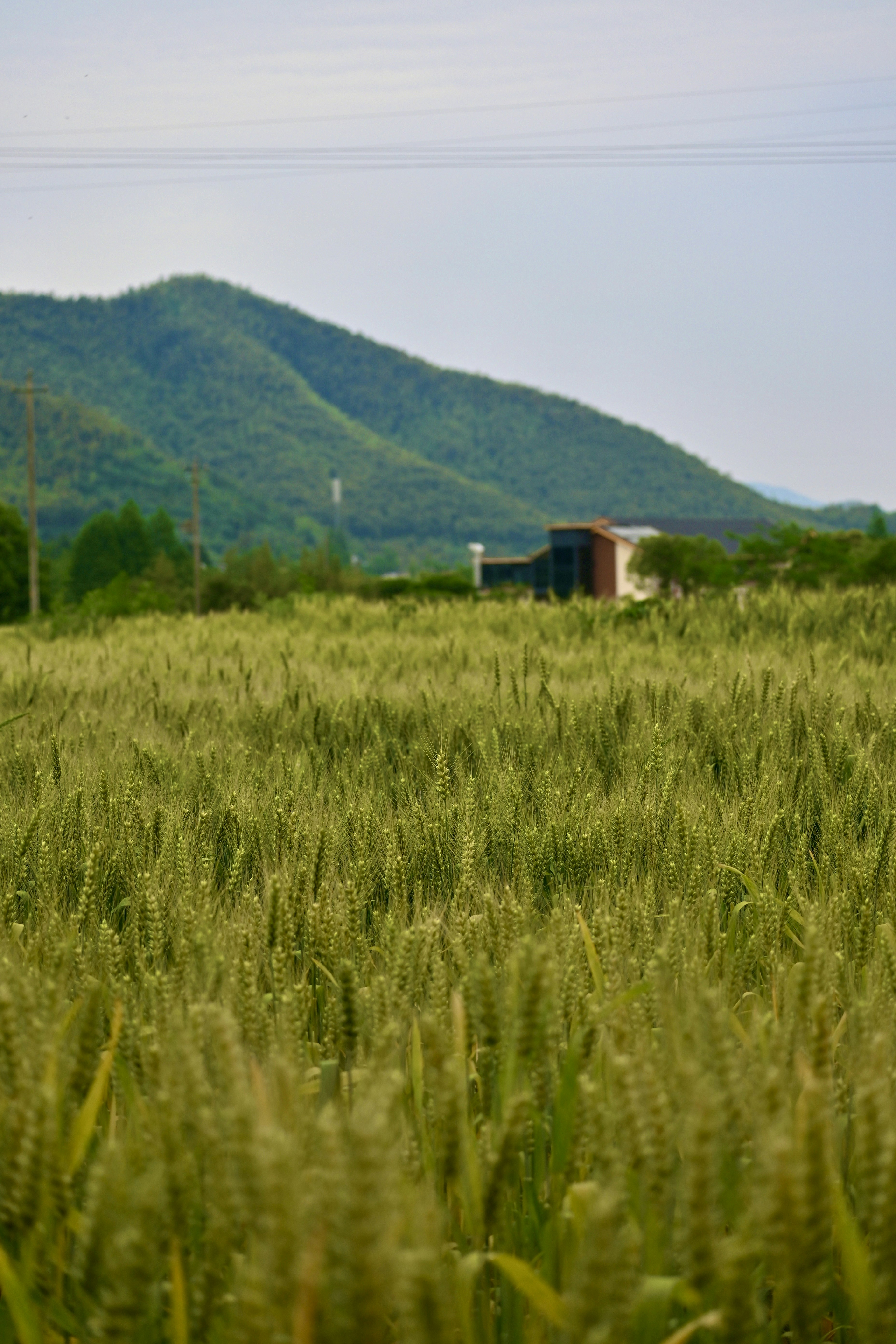 Green wheat field with distant mountains and house.