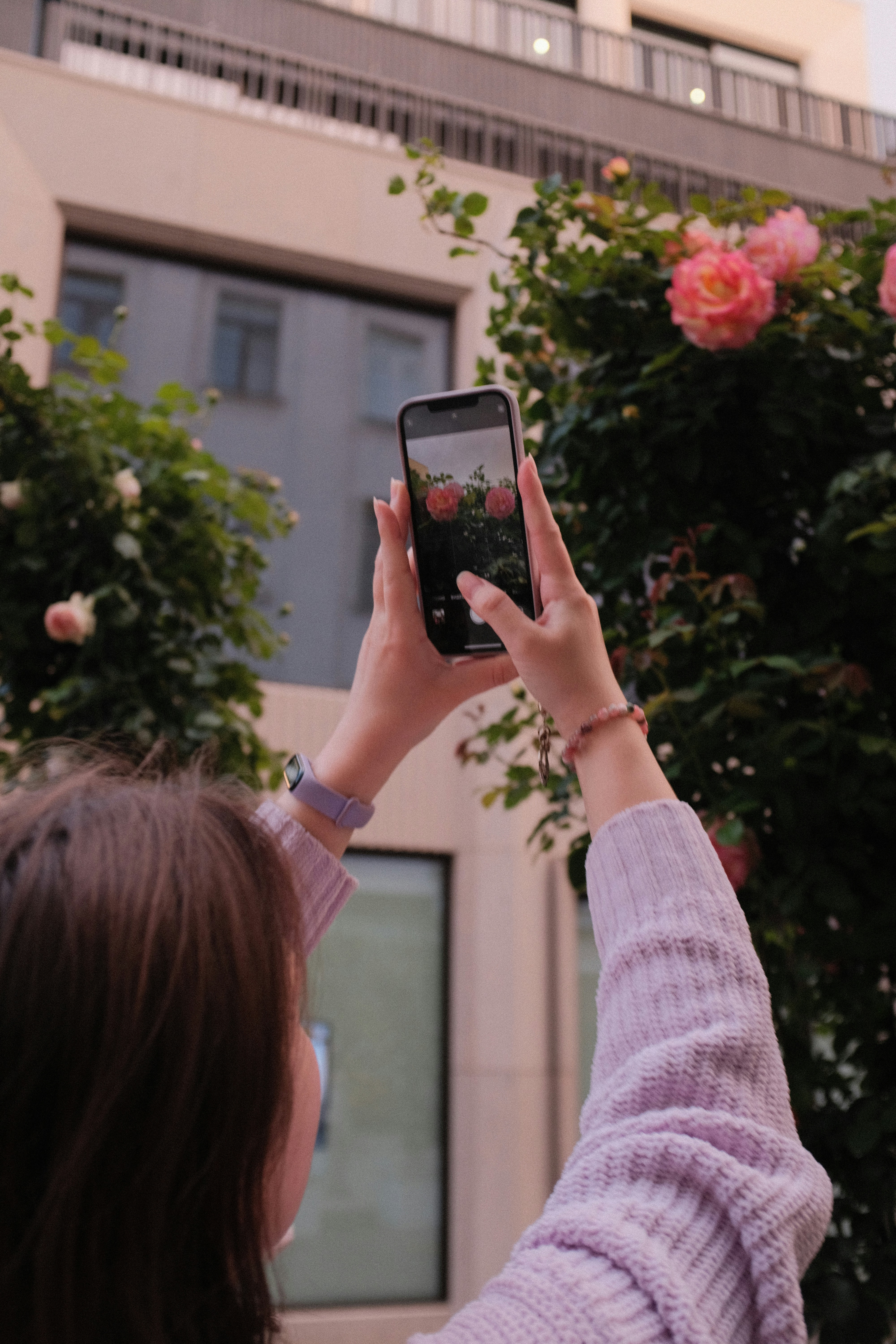 Person taking a picture of pink roses with phone