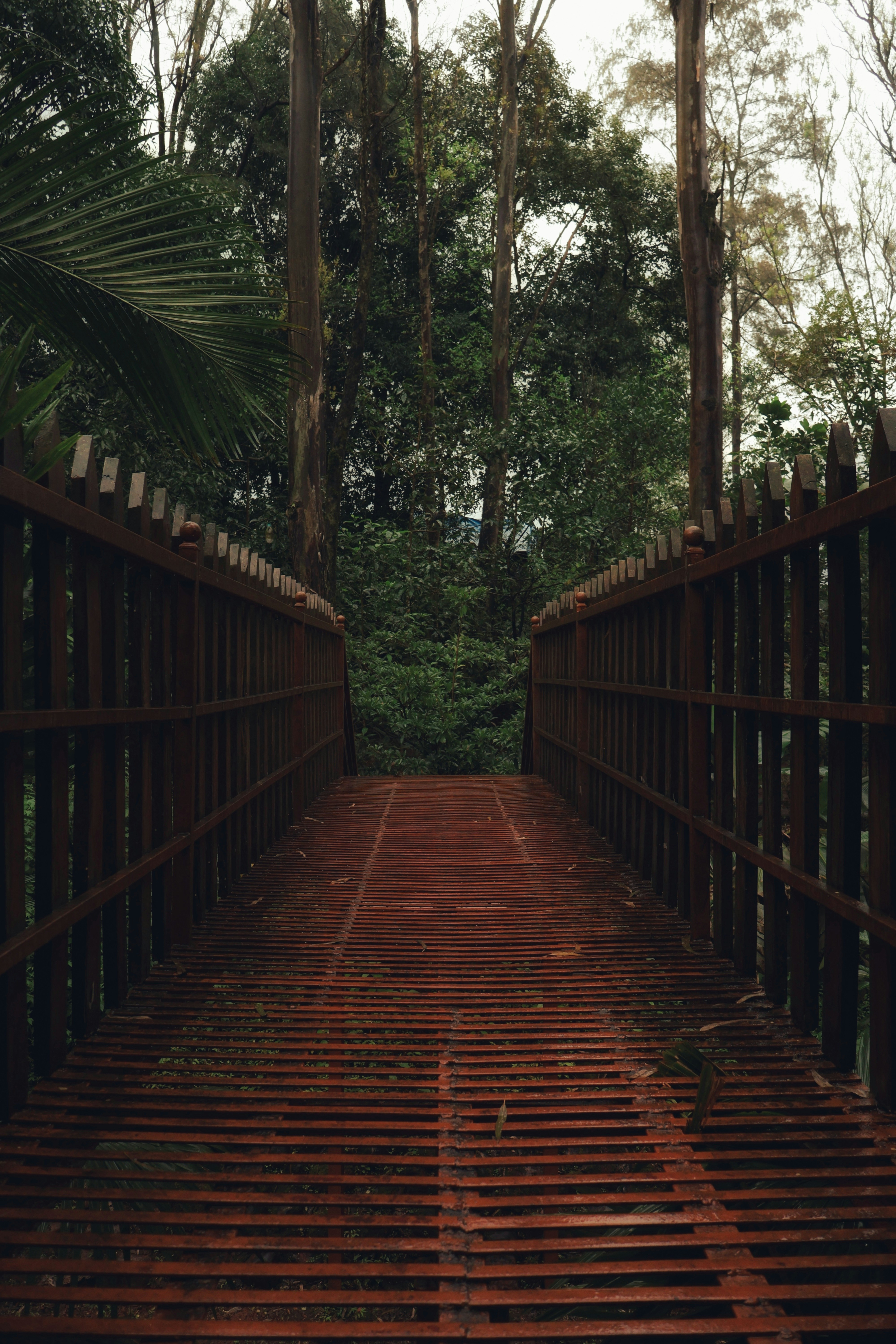 Old iron and wood walkway through trees. | Rusty metal bridge leading into a dense forest