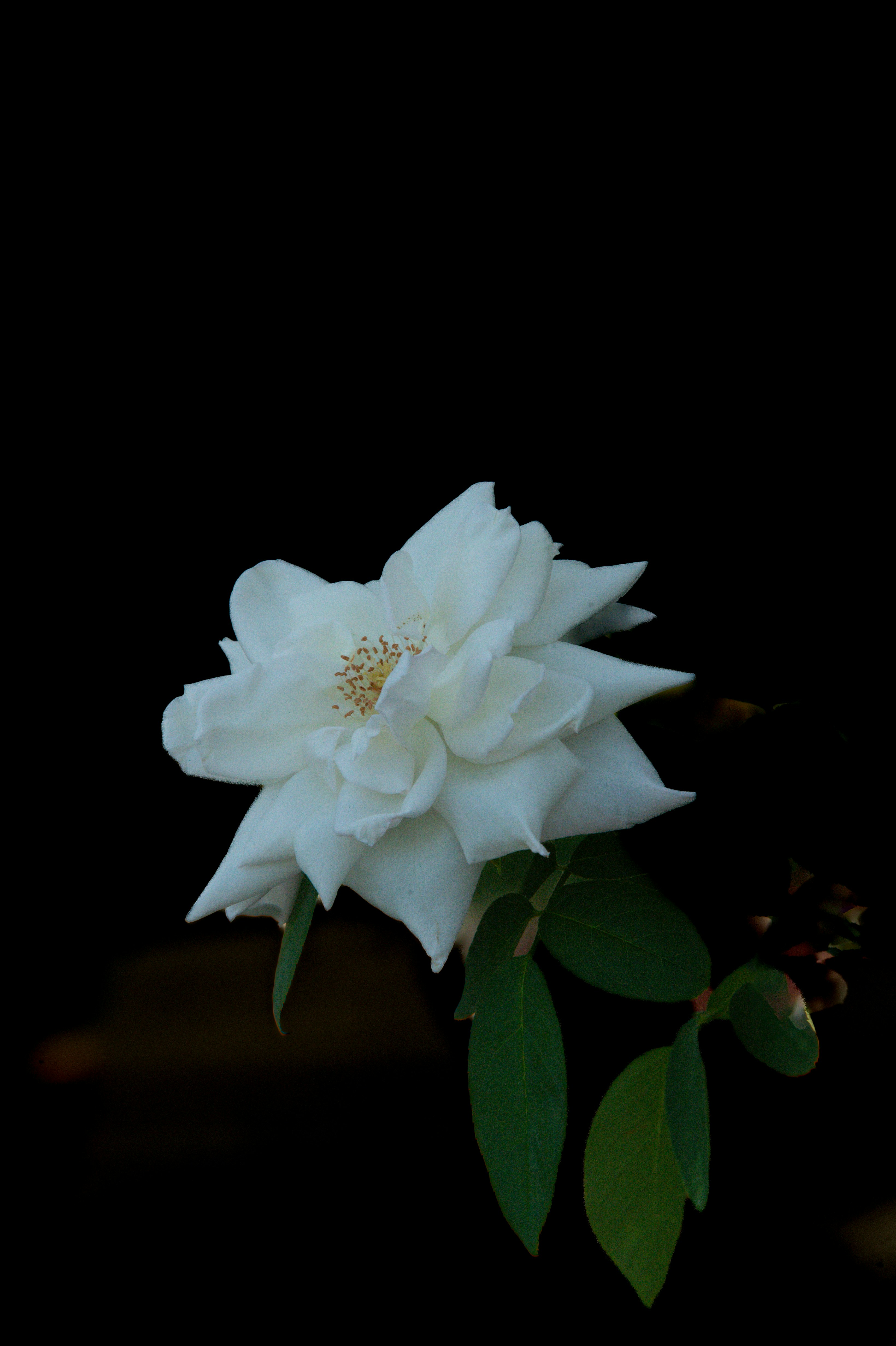 Ethereal Blossom Against the Void