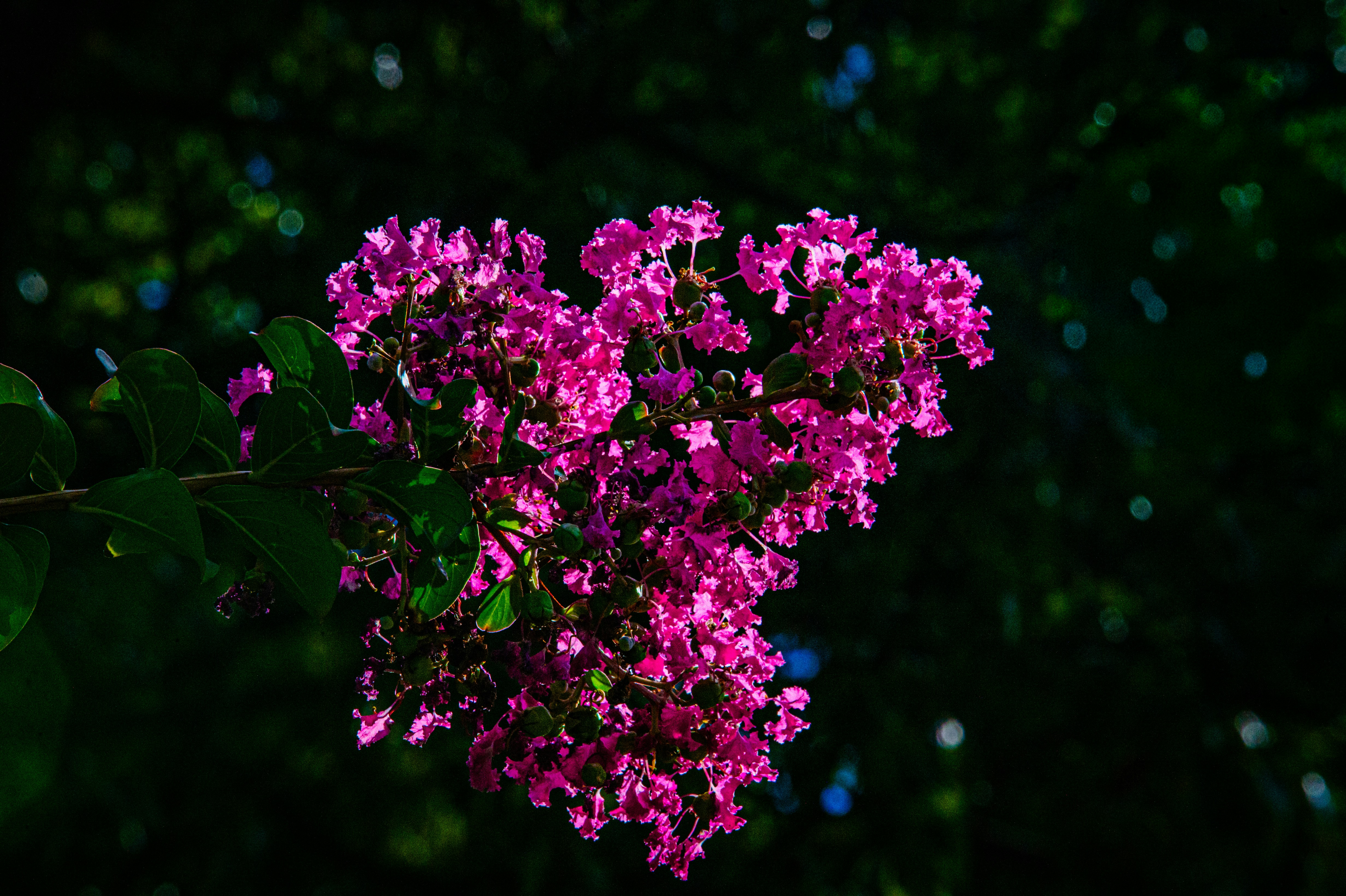 Nature's Heartbeat: A Floral Embrace