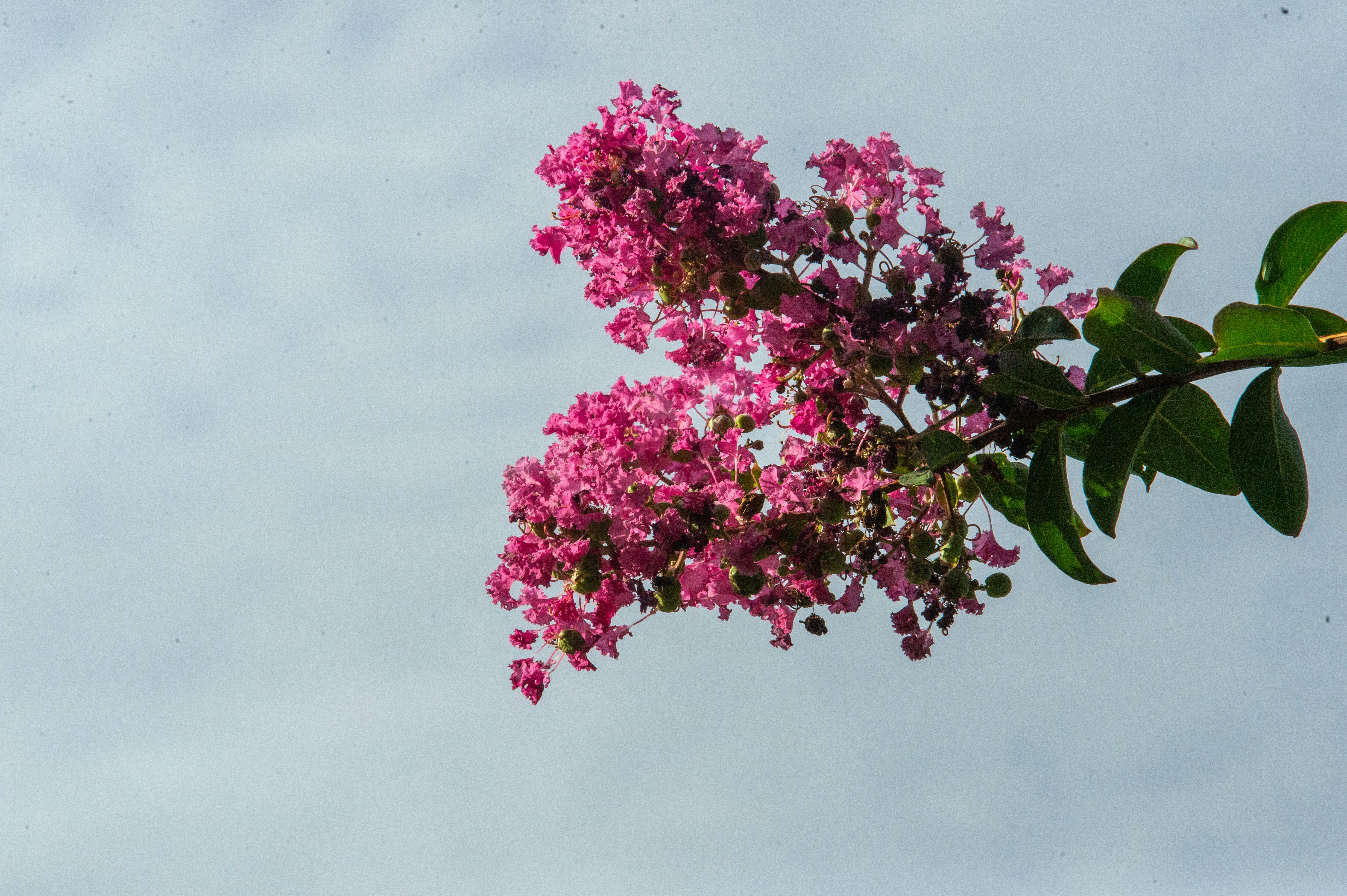Blossoms Against a Serene Sky