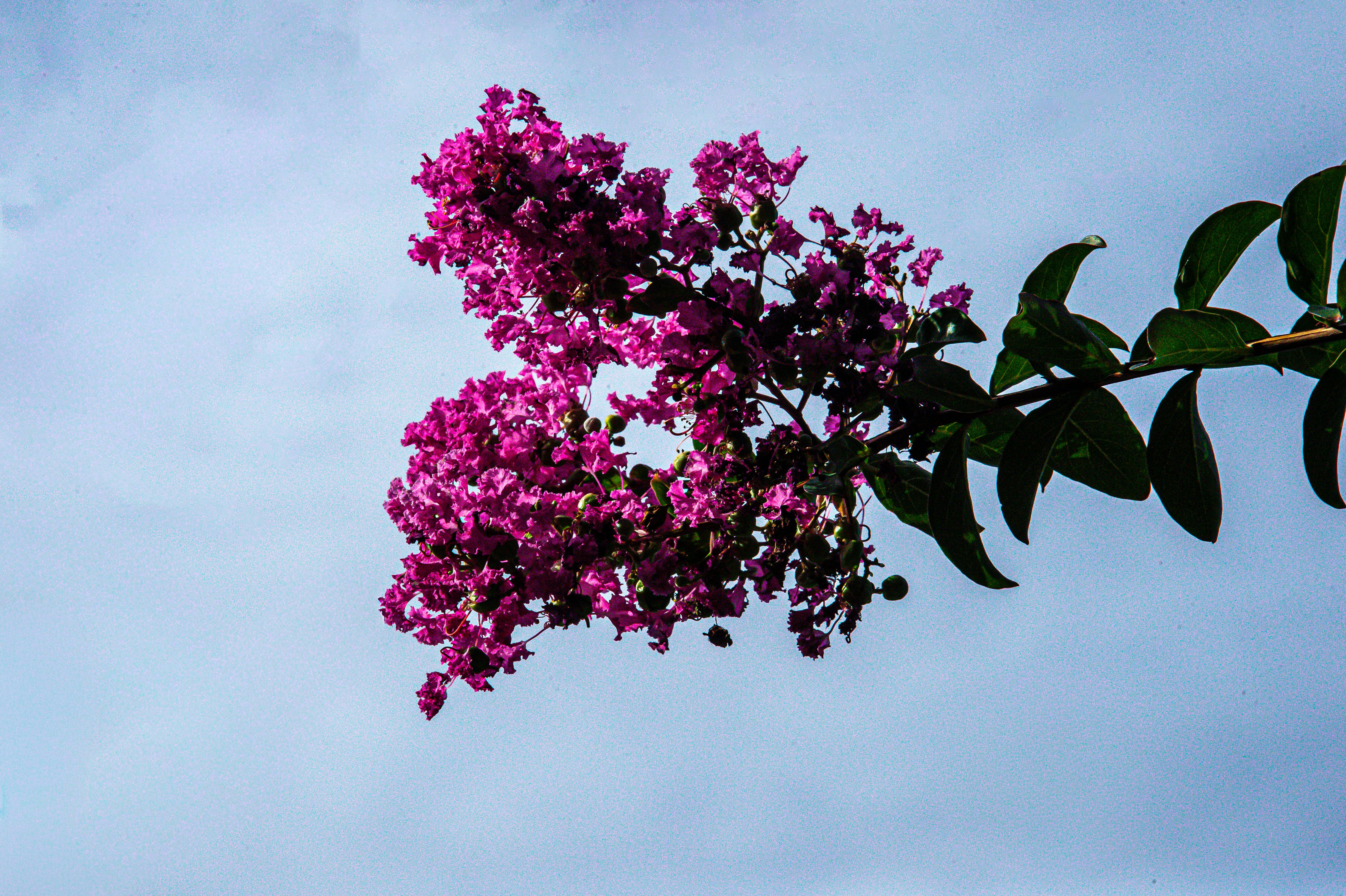 Whispers of Spring: The Blooming Elegance