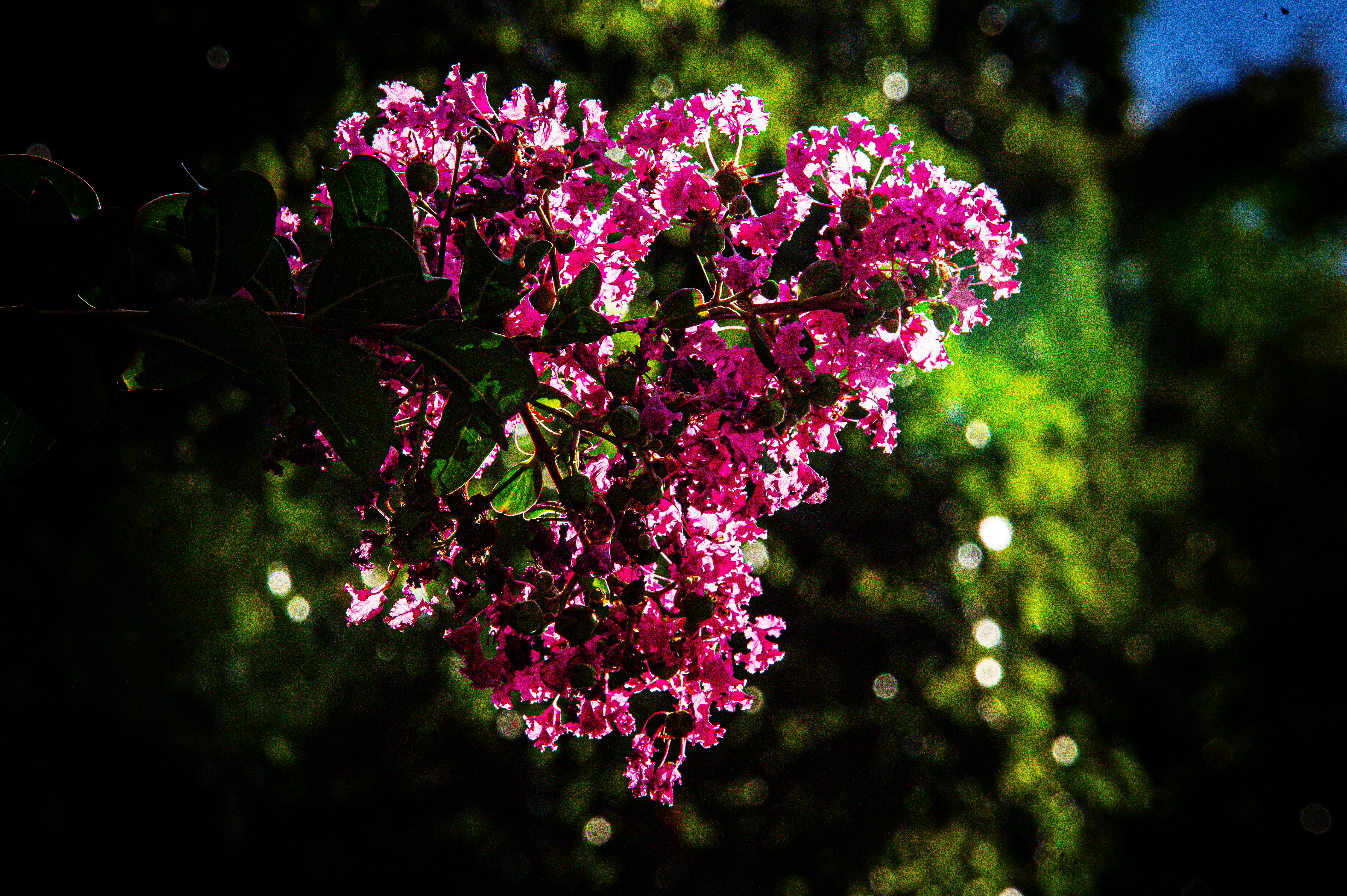 Blossoms of Vibrancy: A Floral Embrace