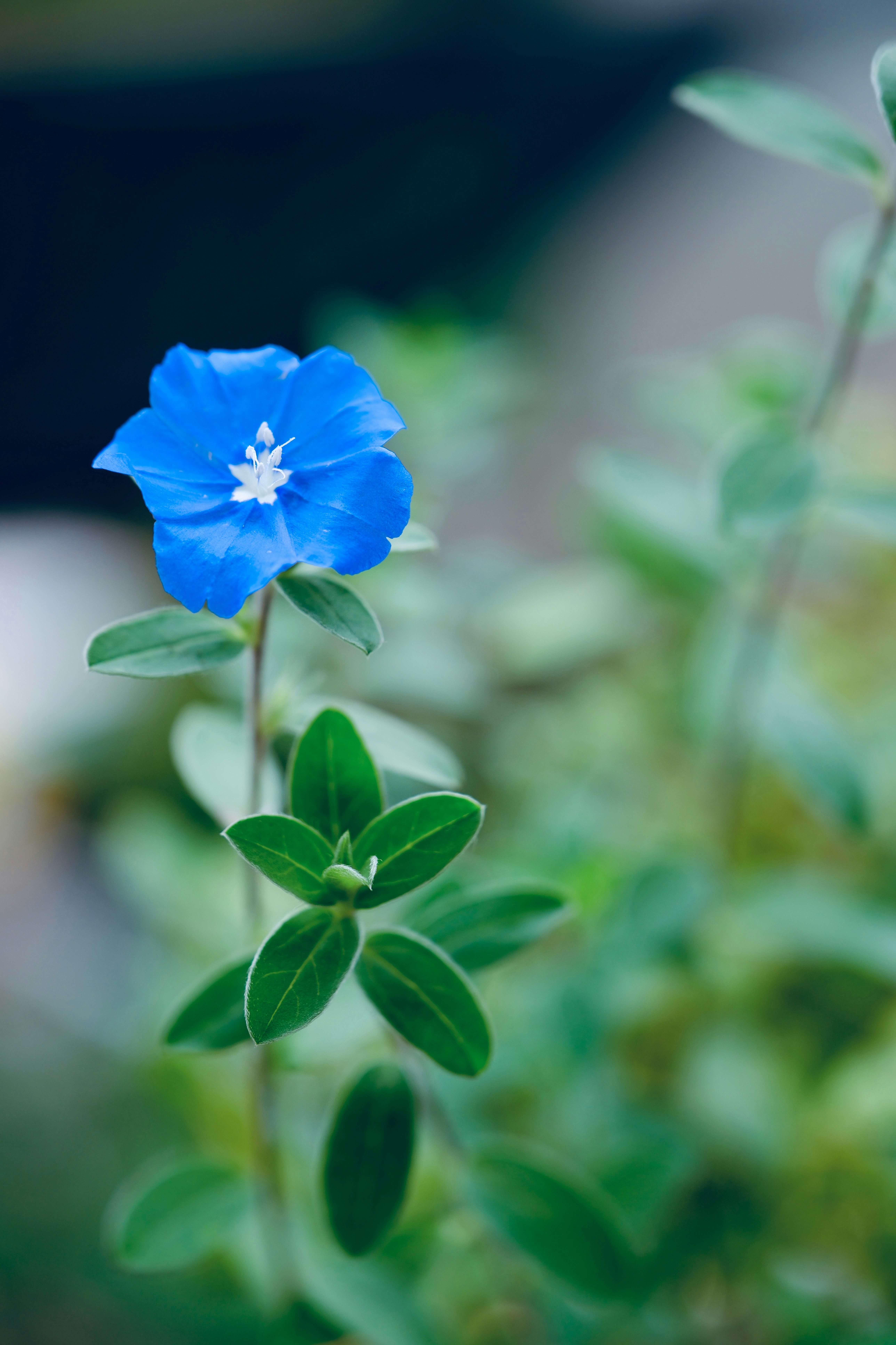 Blue flower Plants | A single blue flower with green leaves