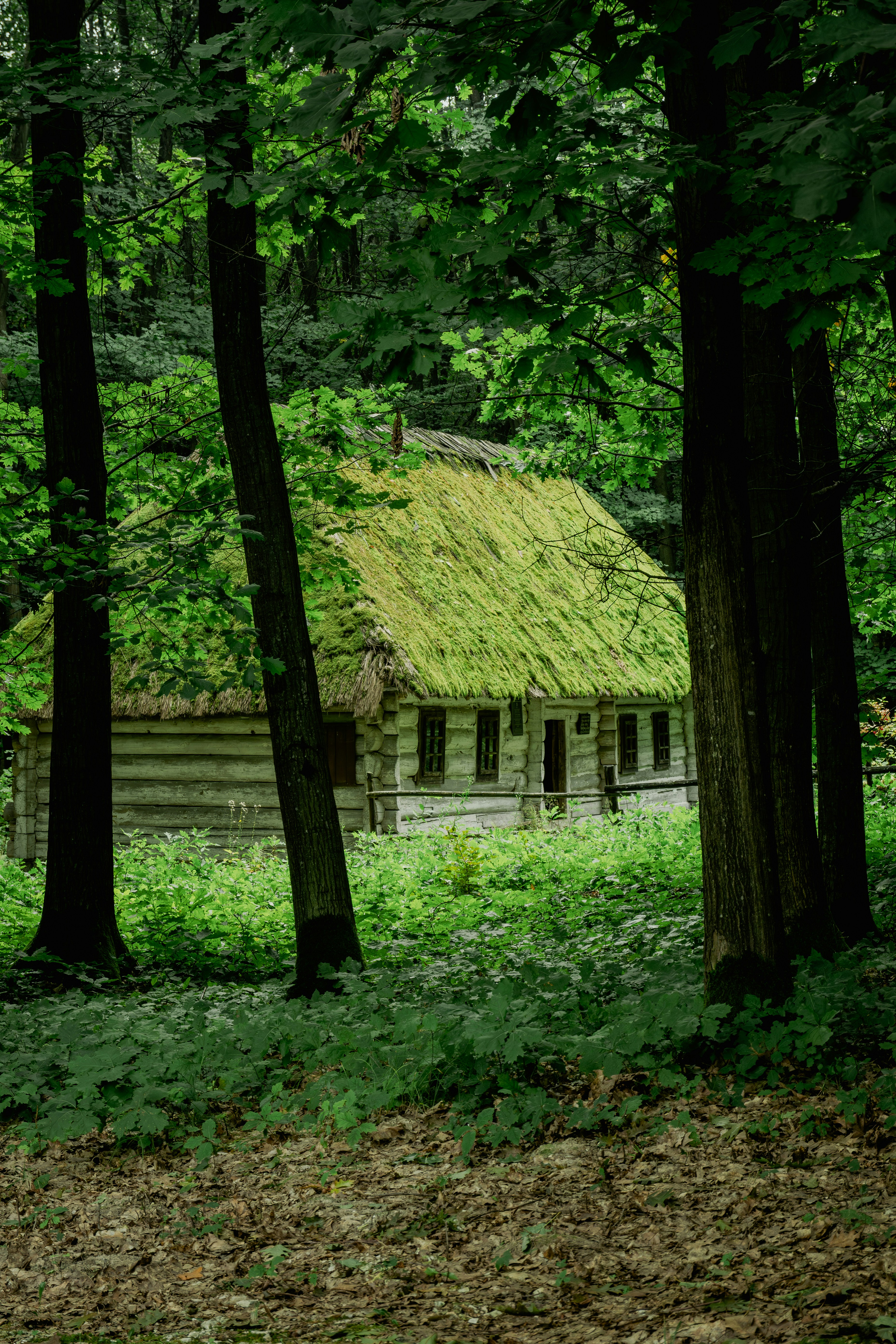 Rustic log cabin with mossy thatched roof in forest