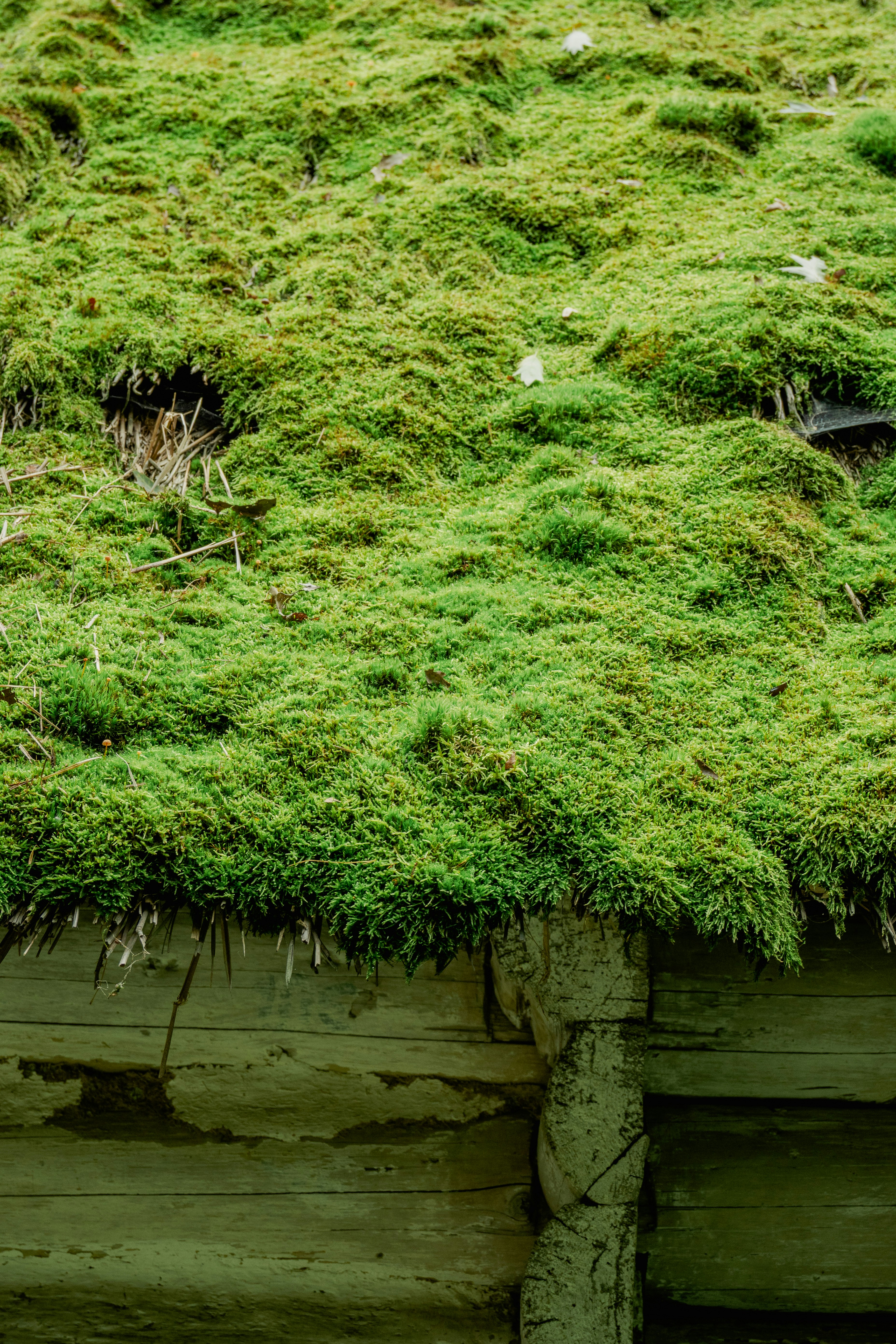 Verdant Roofscape: Moss Cloak Draped Across Weathered Timber