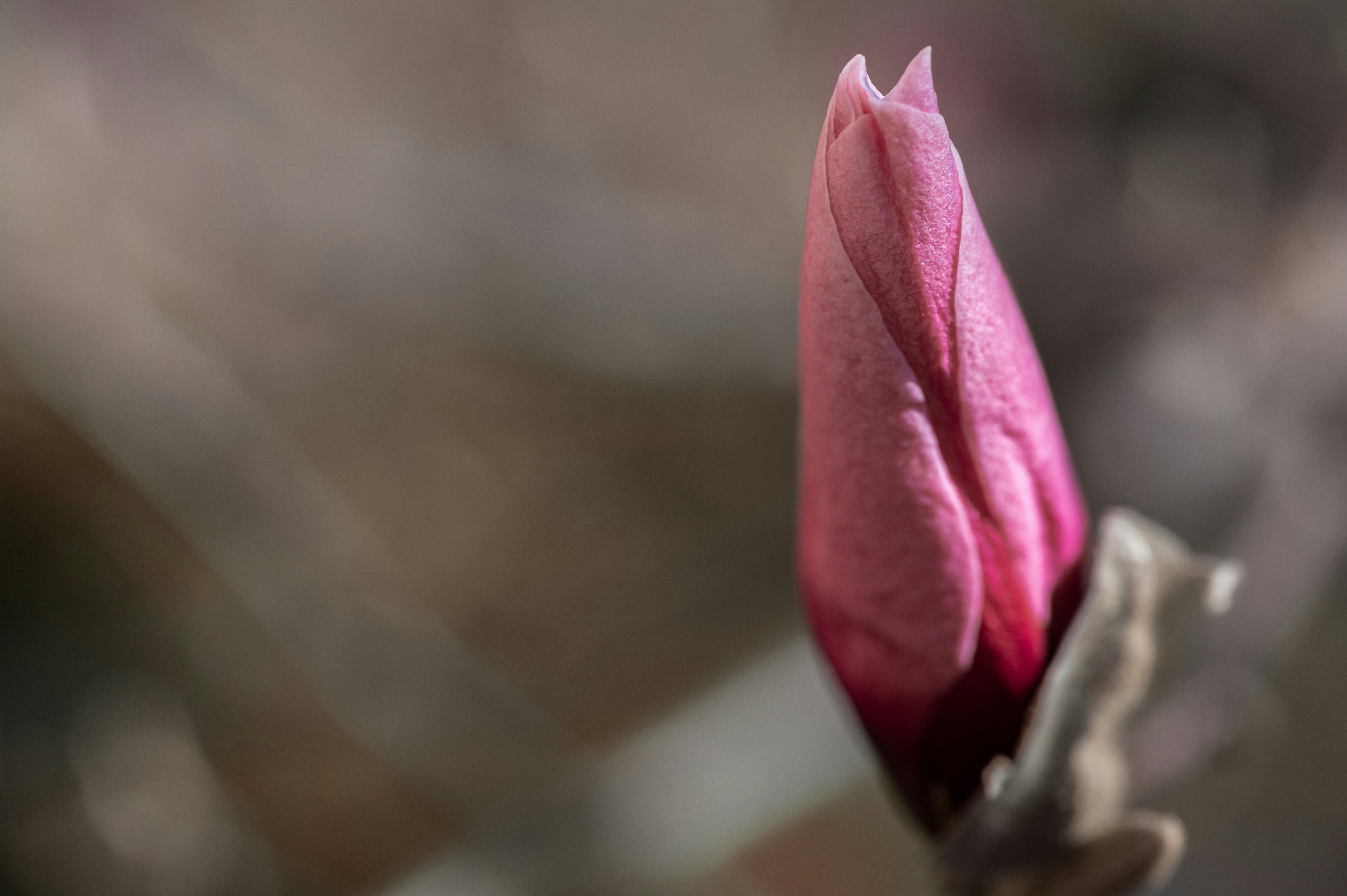 A pink flower bud with blurred background