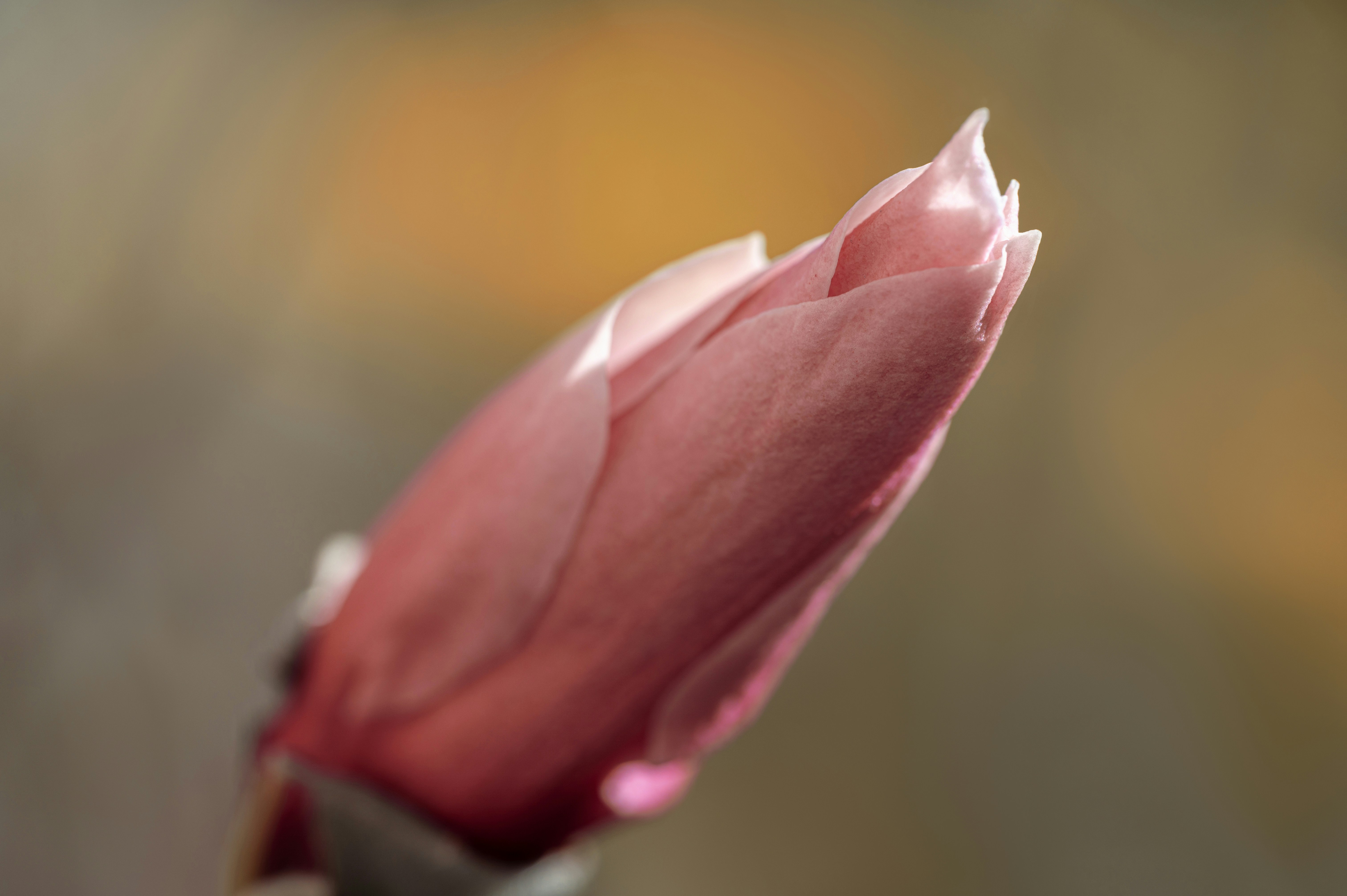 The Whisper of Spring: A Bud in Anticipation