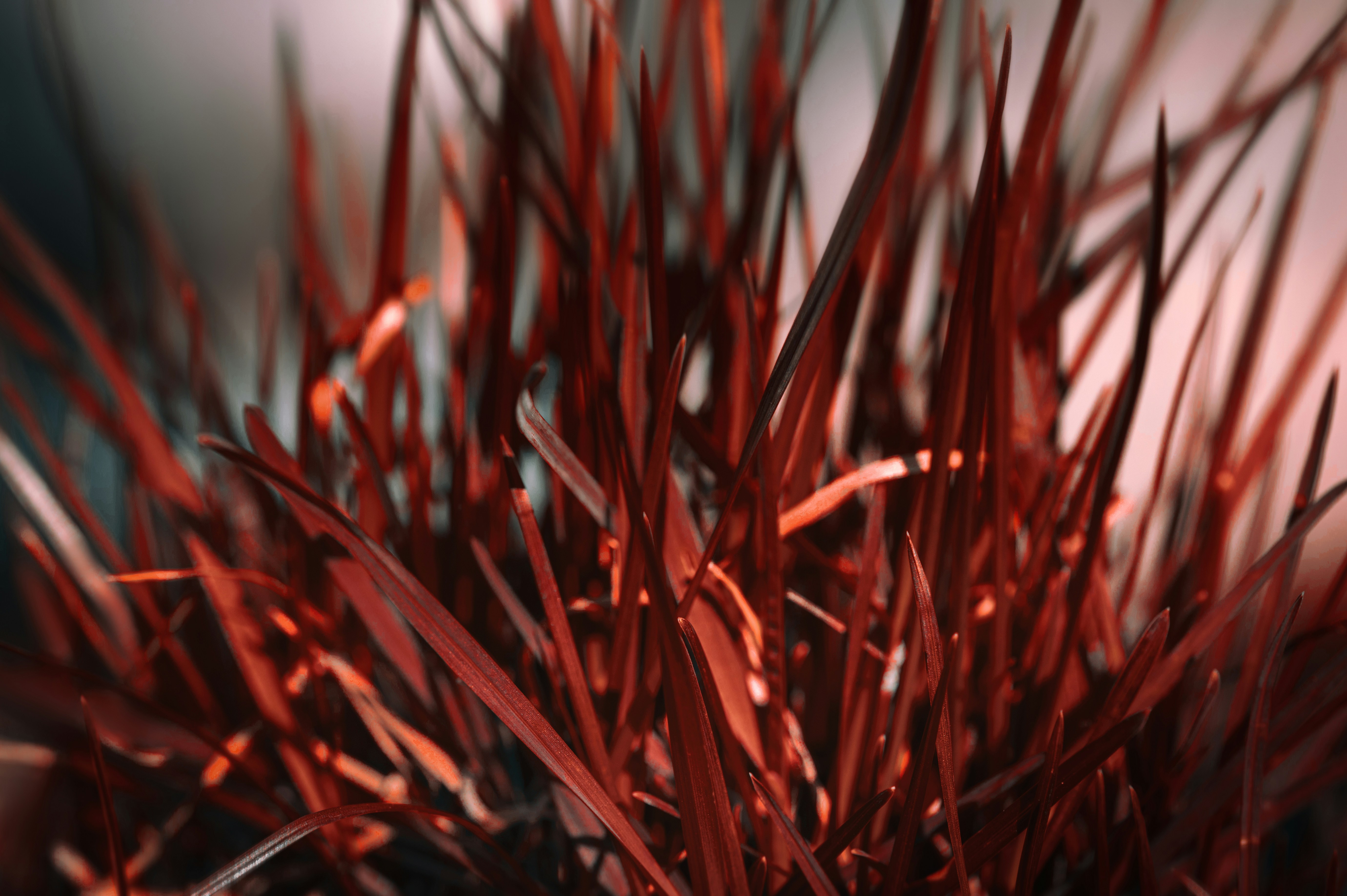 Crimson Whispers of Nature