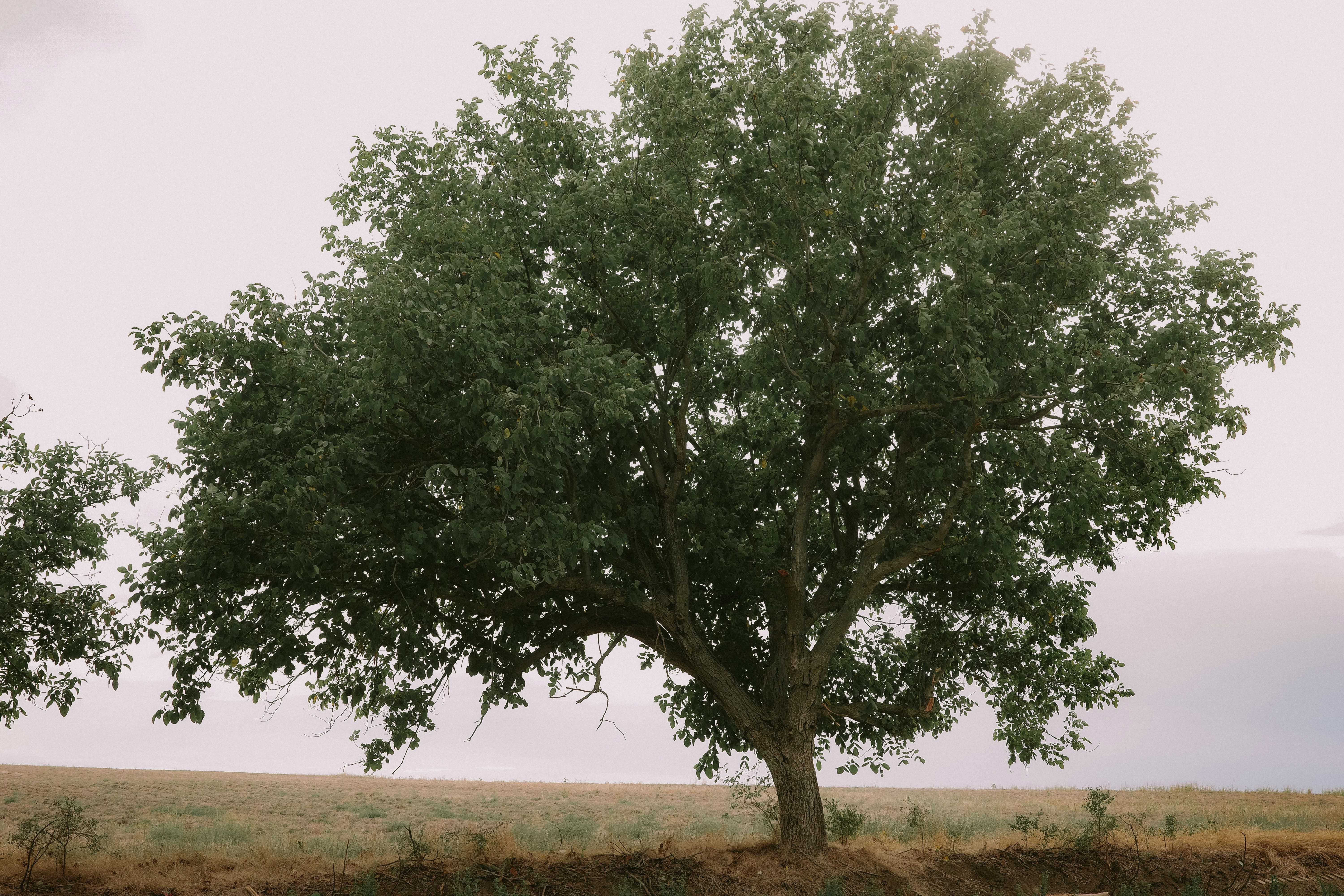 The Solitary Sentinel of the Plains