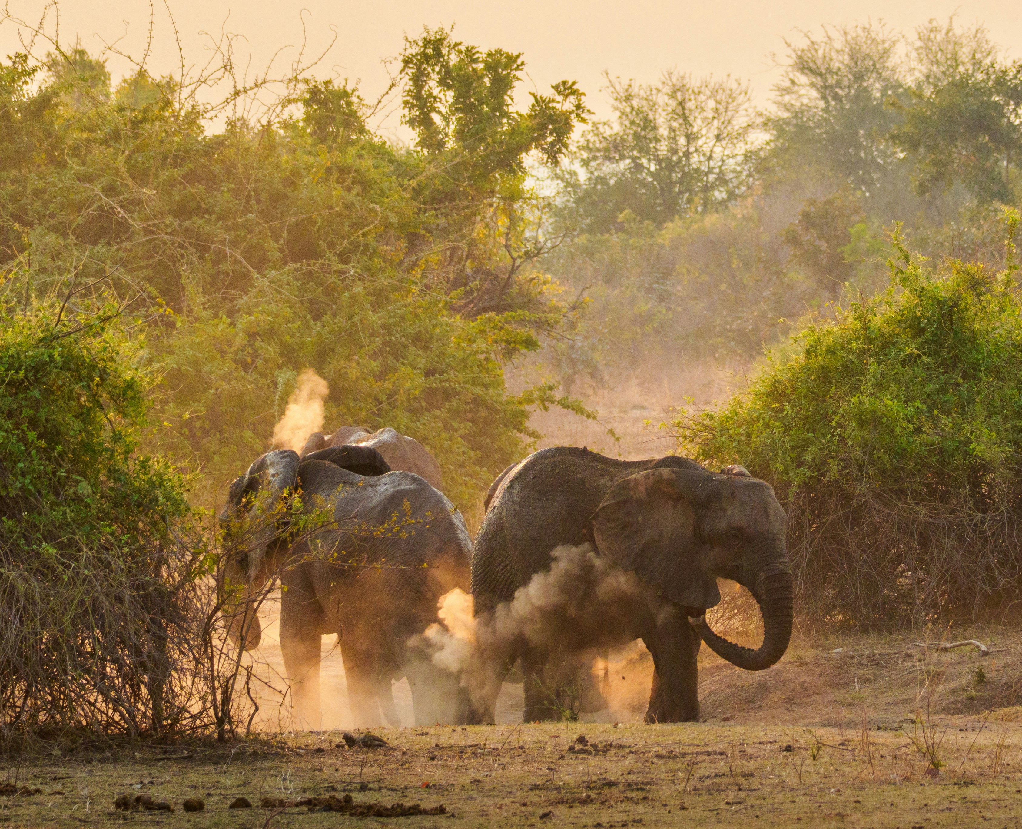 Elephants spray dust to cool off.