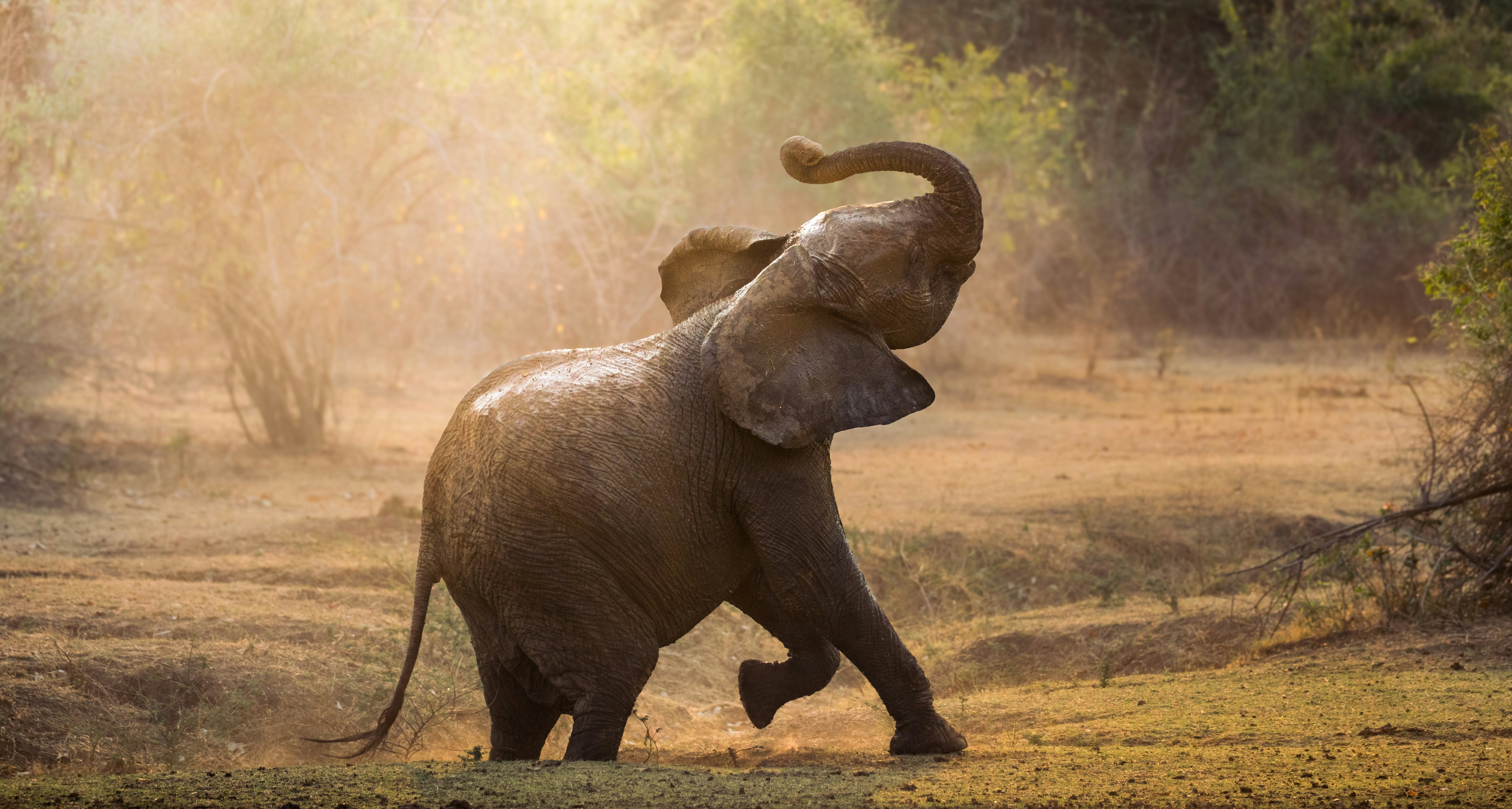 A young elephant plays in the dust.
