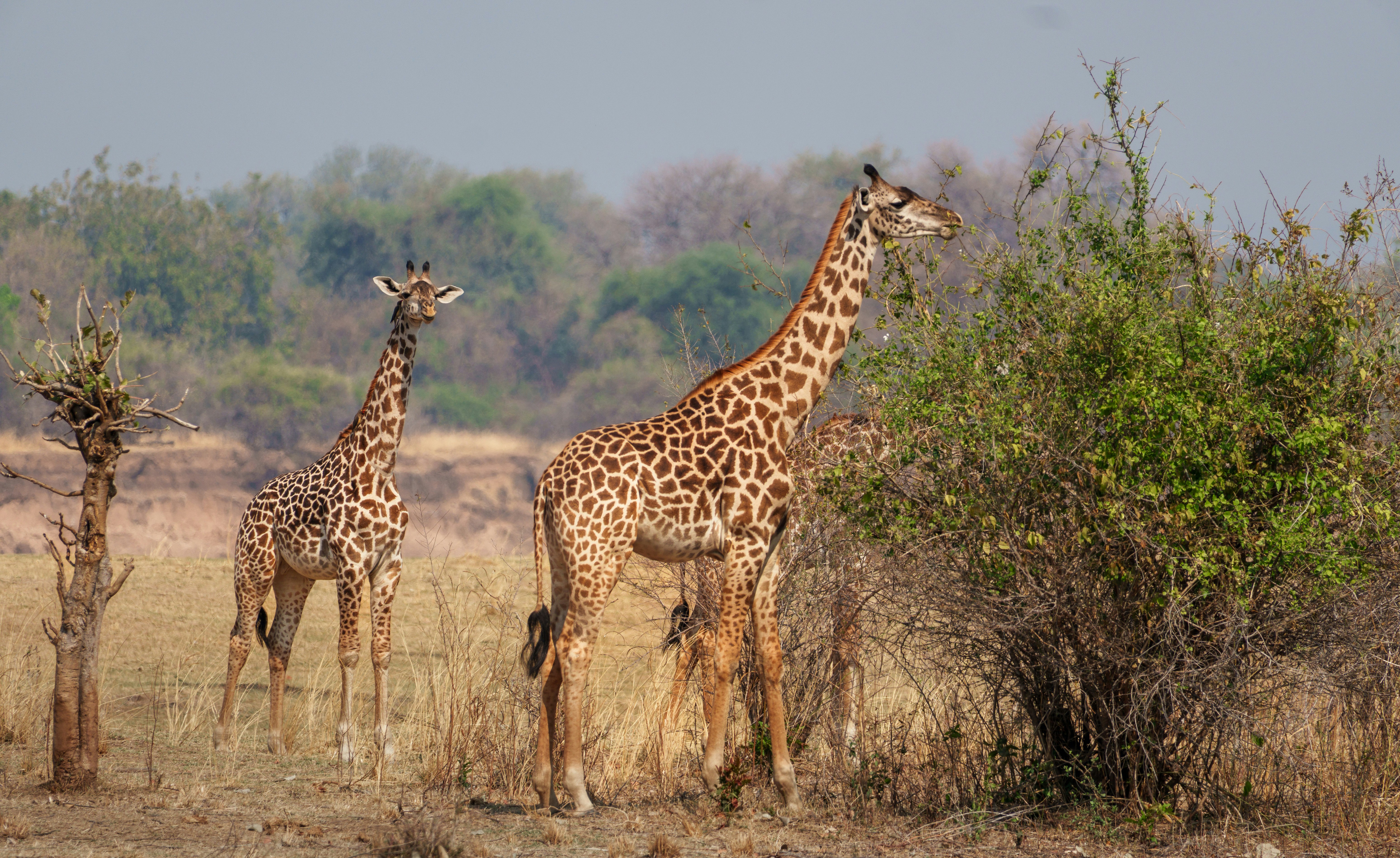 Giraffes move through the savanna.