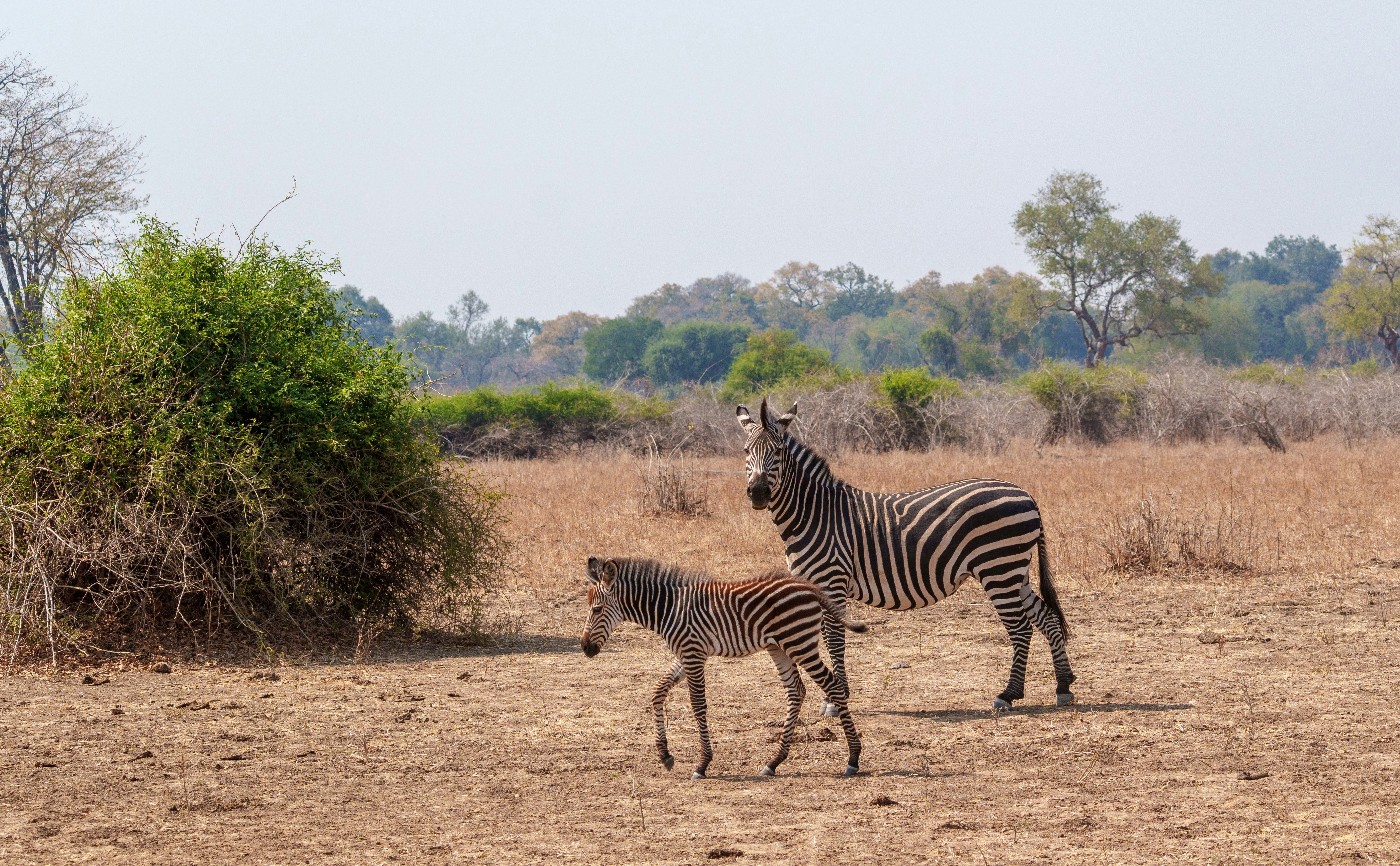 A parent and child zebra together in the savanna. | Two zebras walking in a dry, grassy savanna.