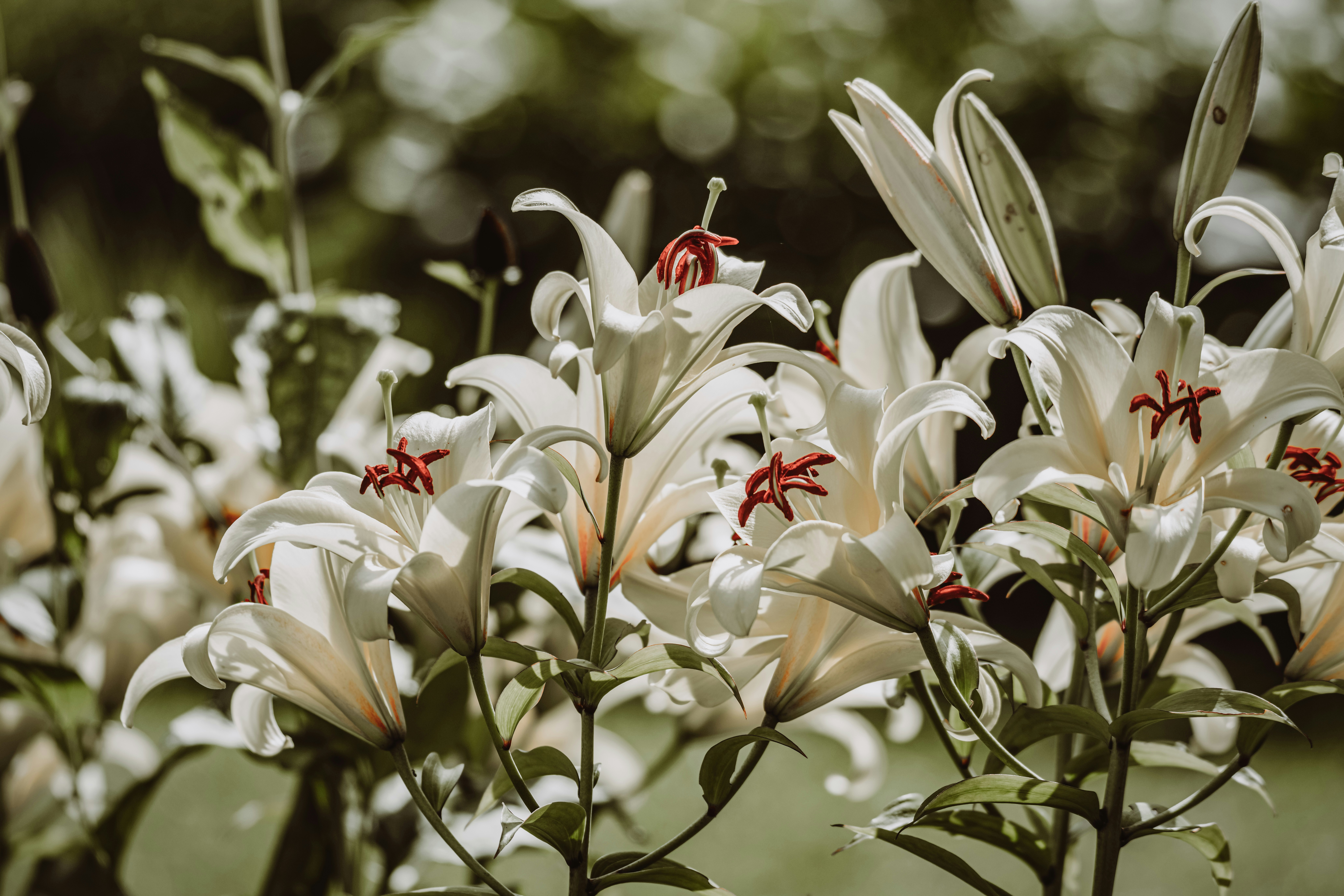 Whispers of Elegance: A Floral Symphony