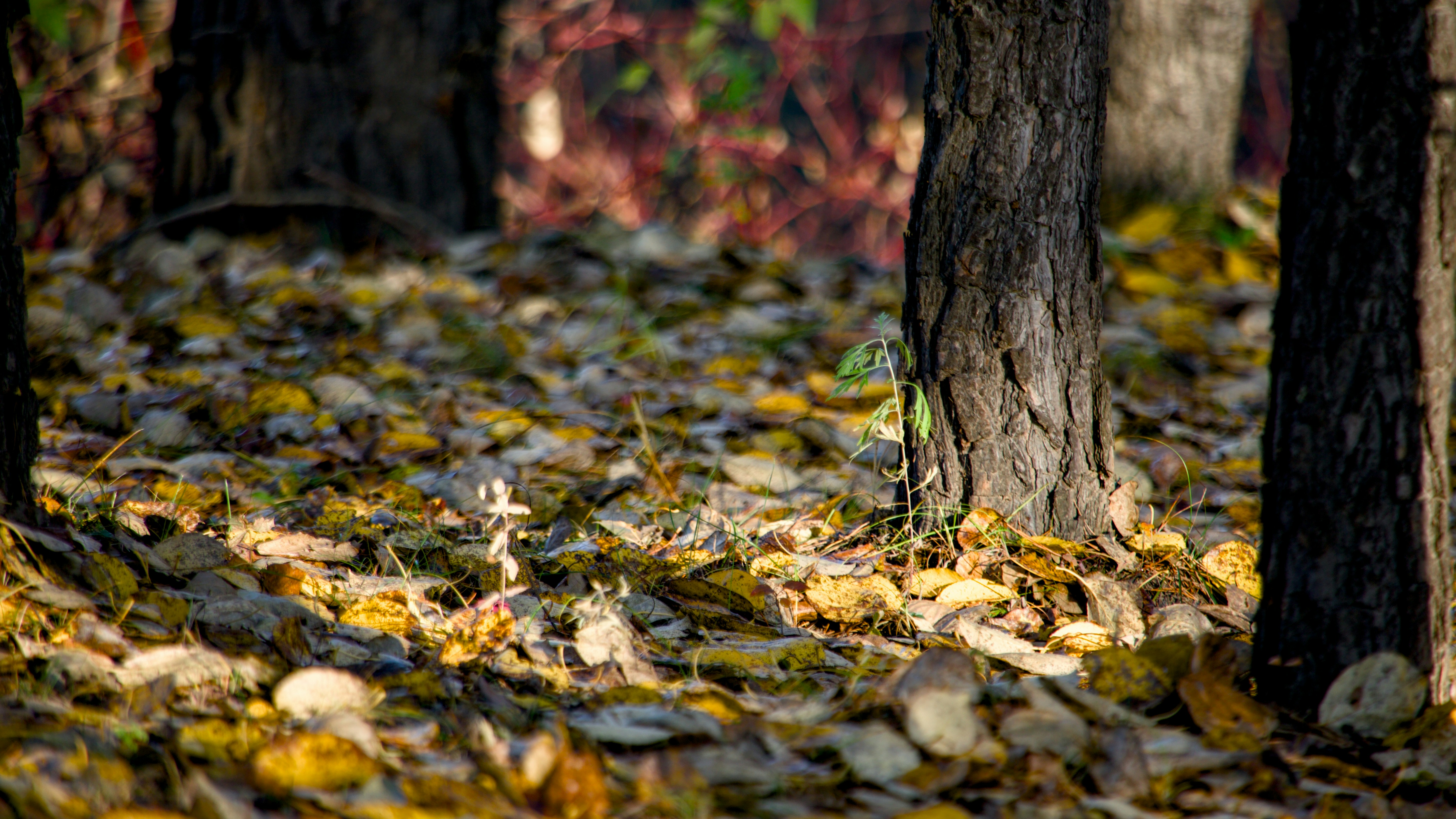 Whispers of Autumn Beneath the Canopy