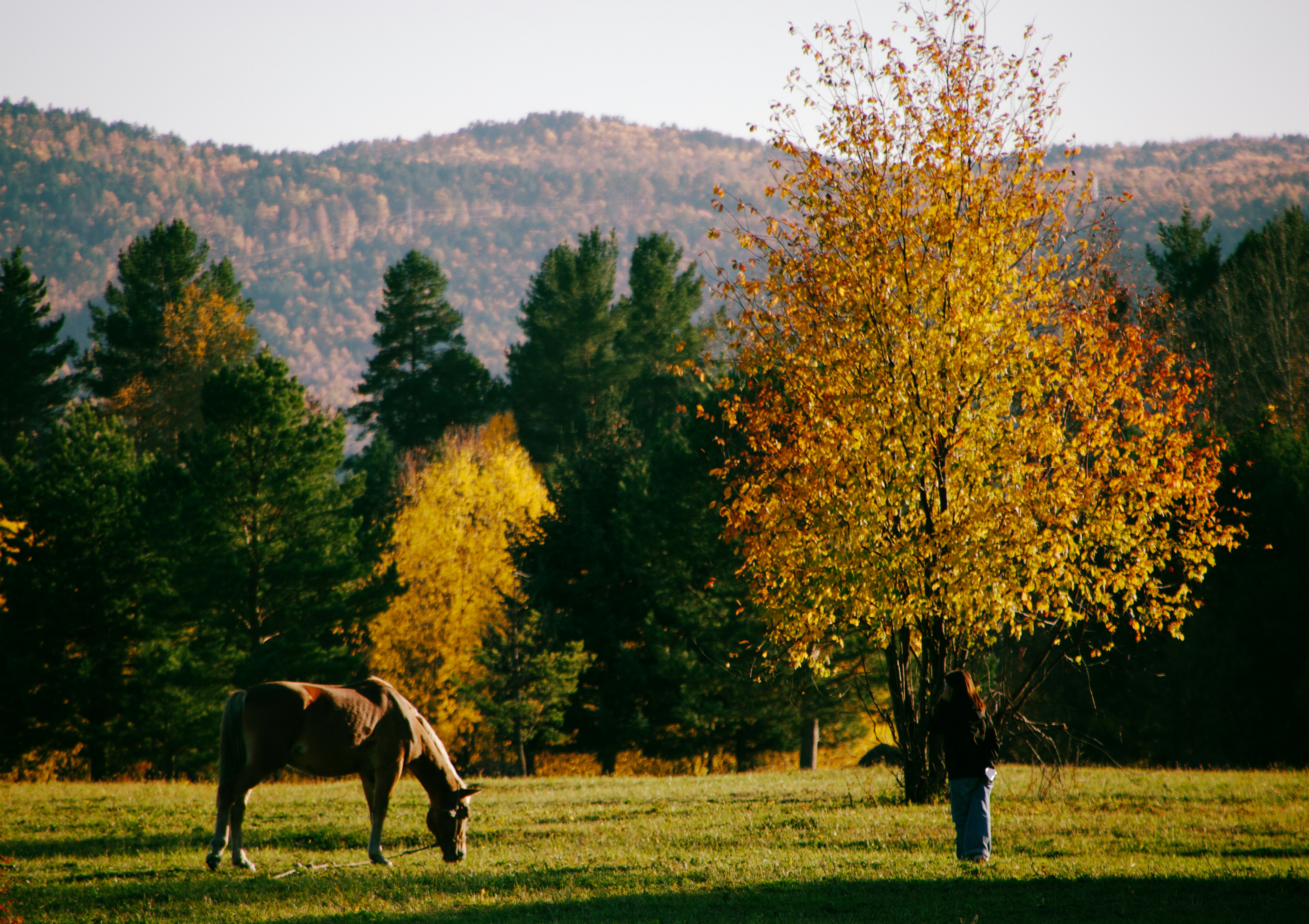 A horse grazes peacefully in a vibrant autumn landscape, with a person standing by a golden tree under the backdrop of rolling hills.