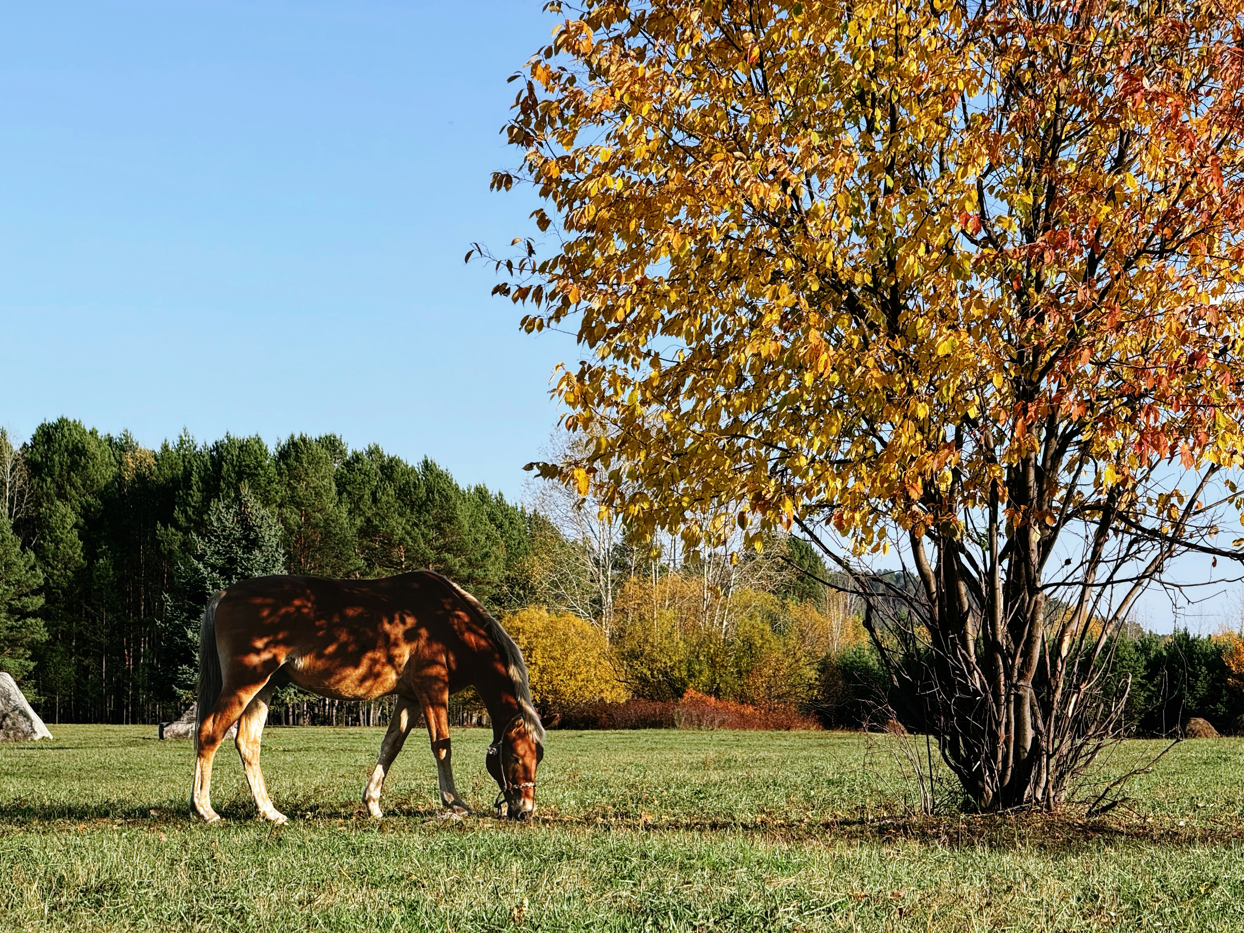 Autumn Harmony: A Horse Beneath Golden Leaves