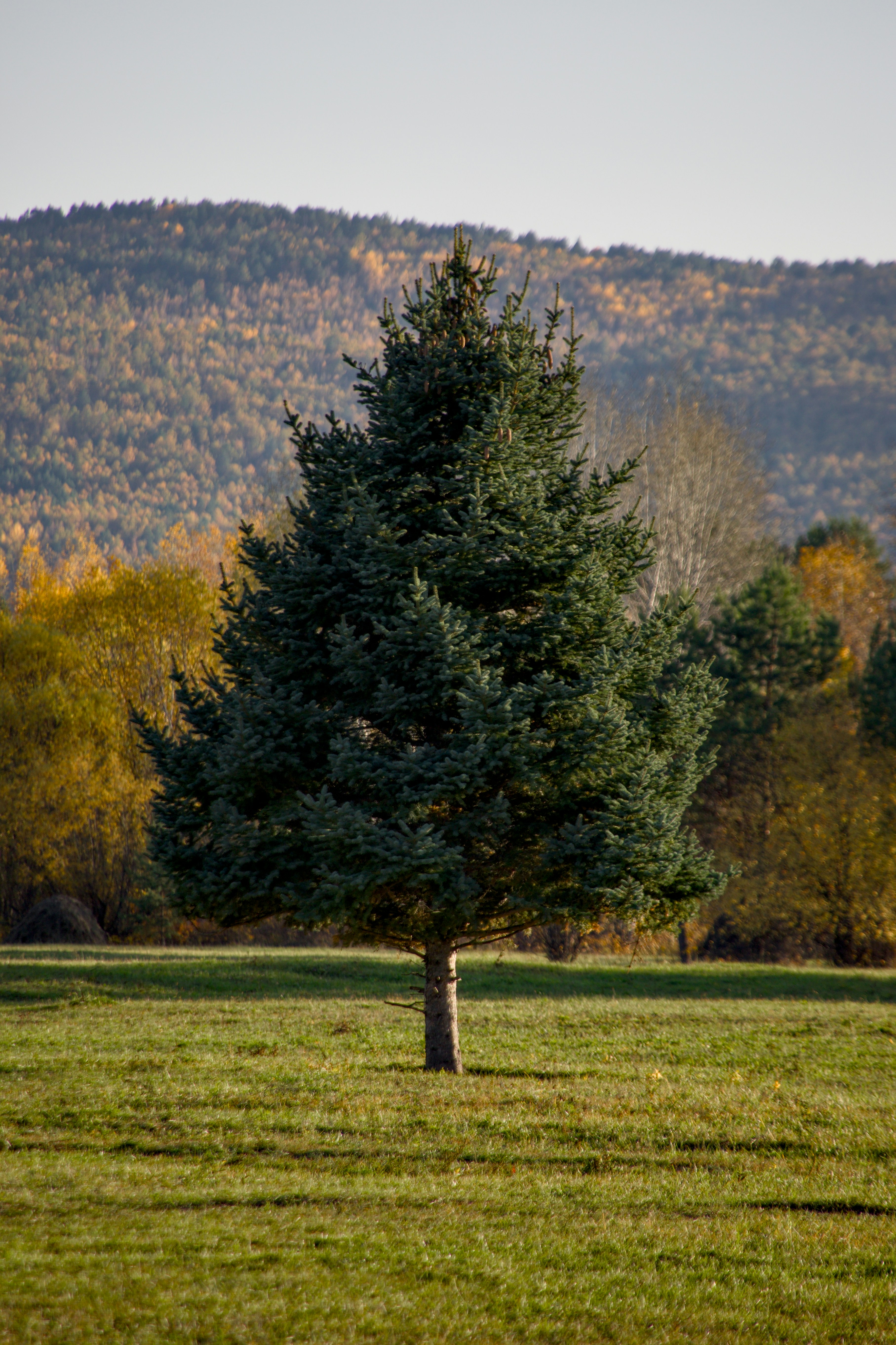 A majestic evergreen tree stands alone in a vibrant landscape, surrounded by autumn foliage under a clear sky.