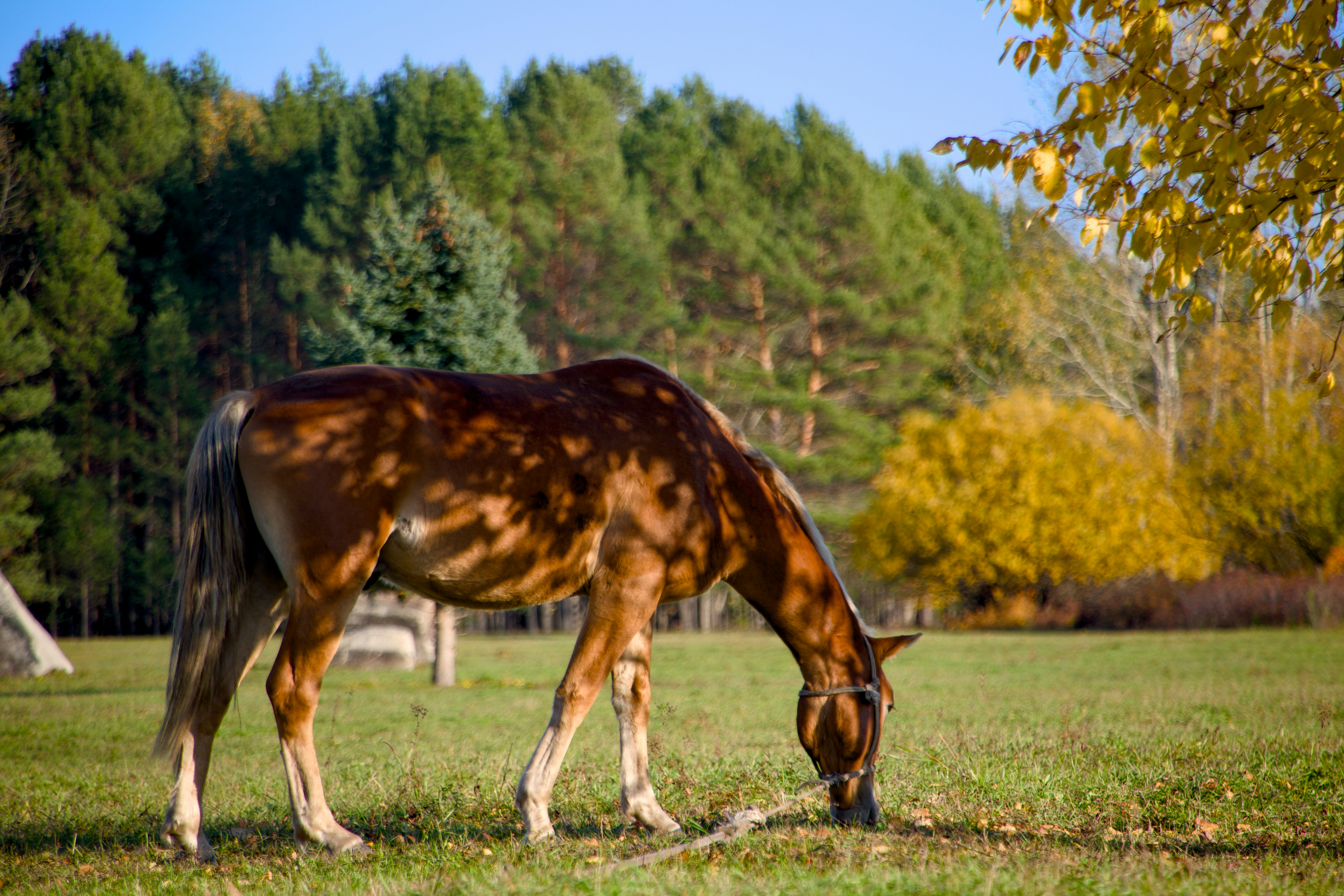 Dappled Light, Quiet Grazing: A Brown Horse in an Autumn Park