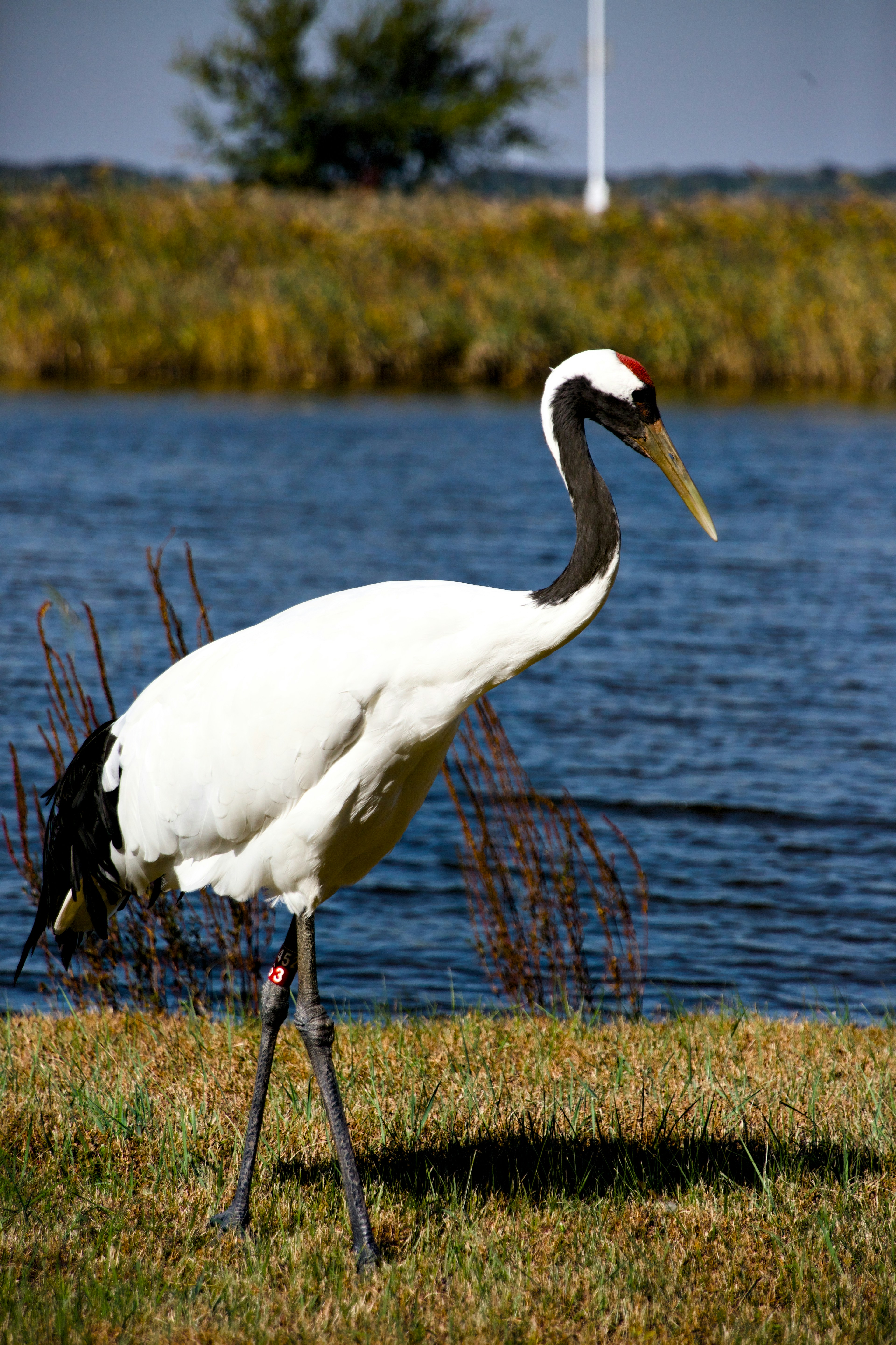 A red-crowned crane stands by the water