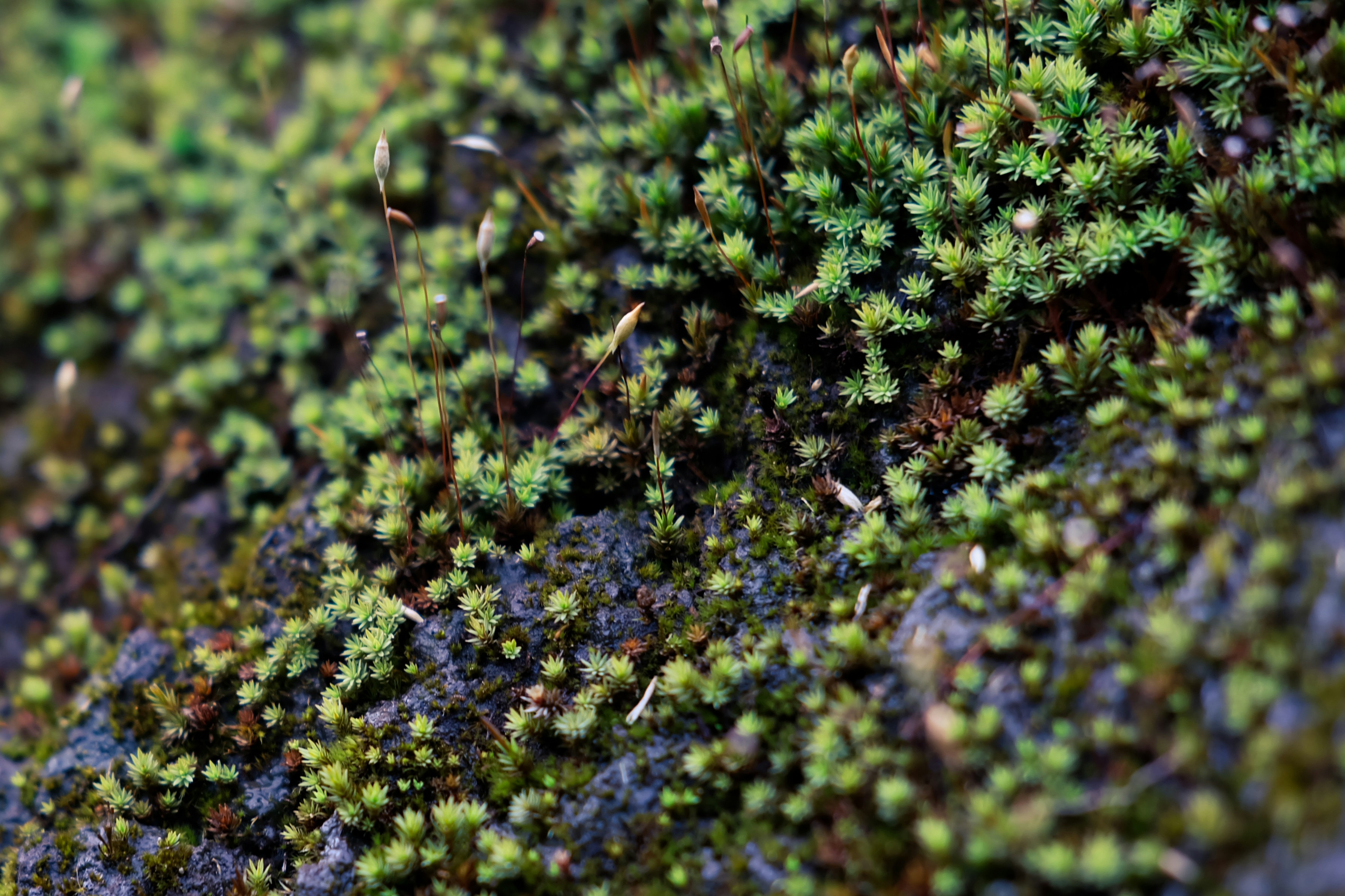Close-up of green moss growing on a dark surface.