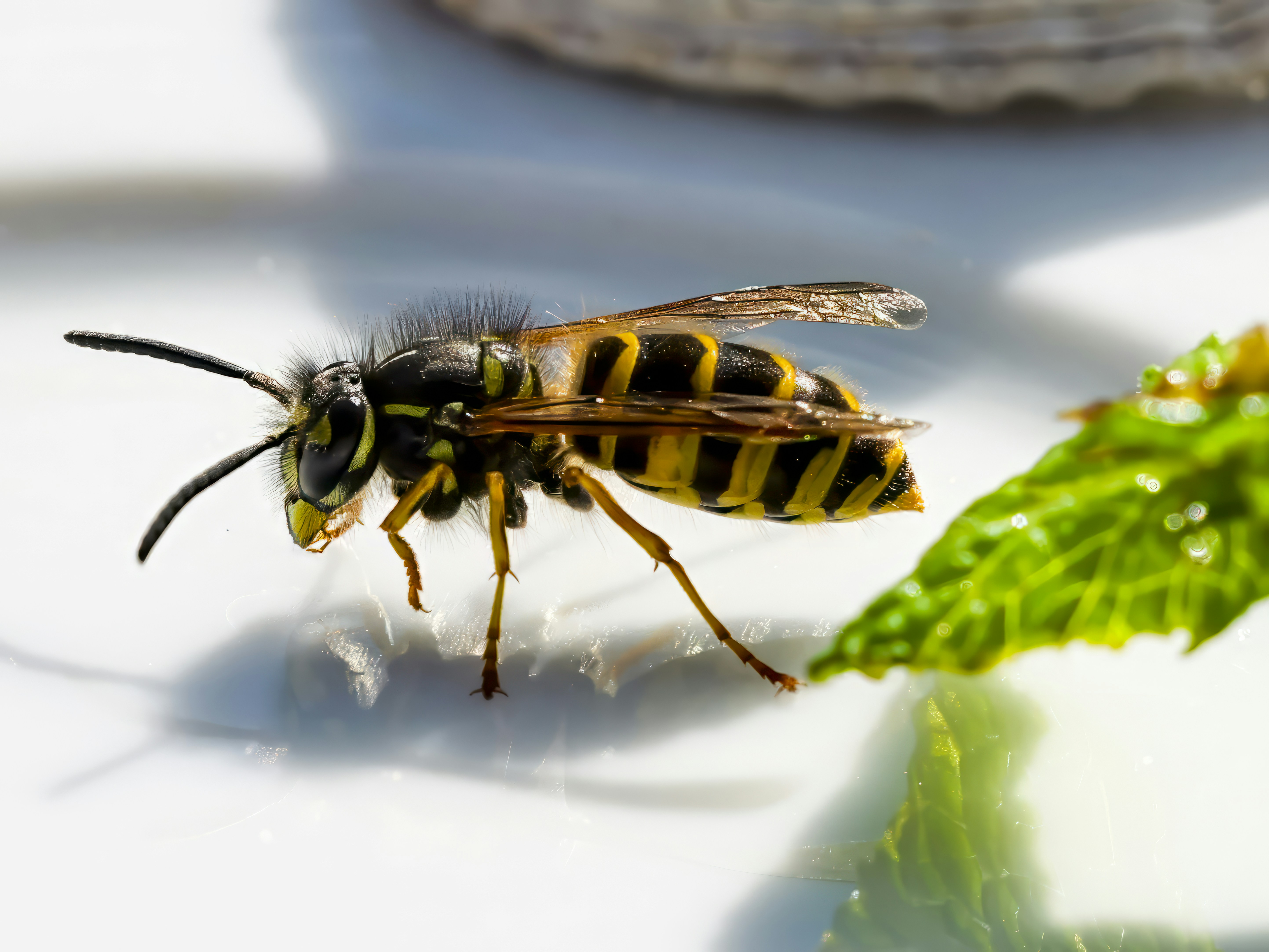 Nature's Intricate Artisan: The Wasp's Close-Up