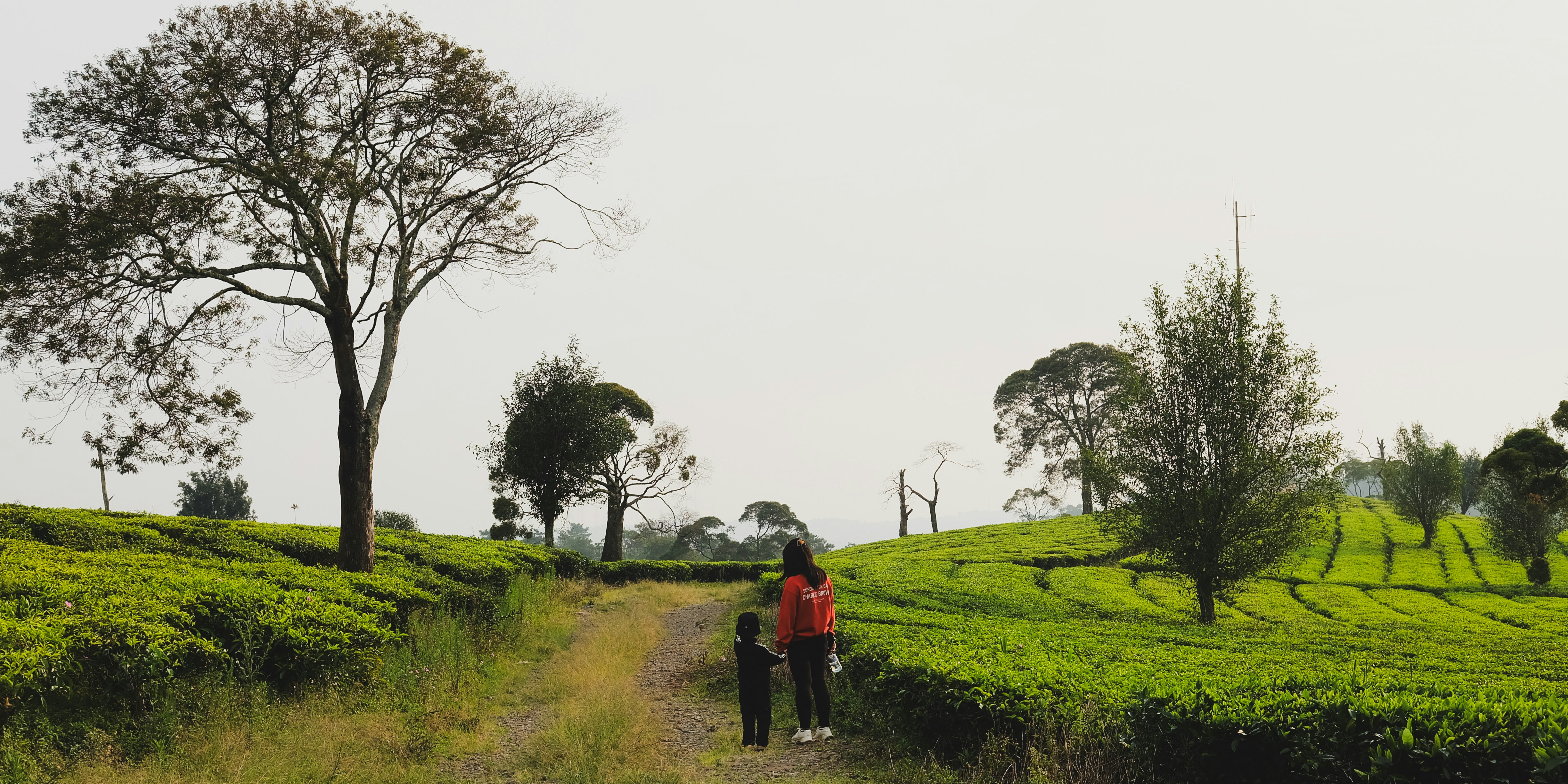 Harmony in the Green: A Journey Through Tea Fields
