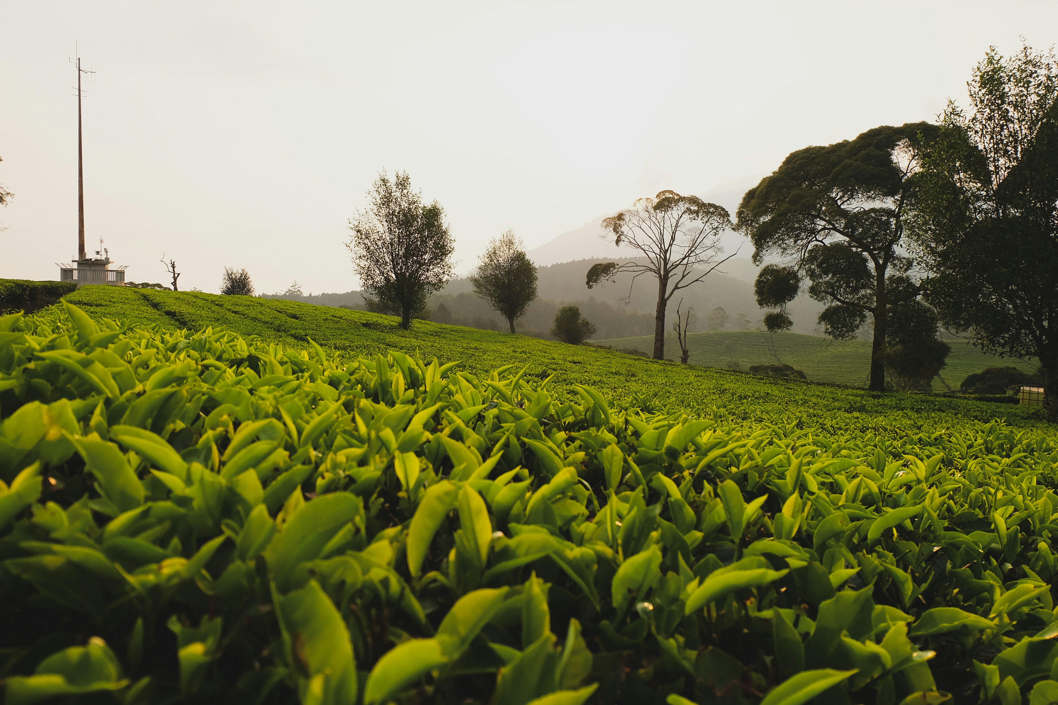 Lush green tea leaves stretch across a hillside, framed by distant trees and a misty mountain backdrop. The tranquil scene invites contemplation.