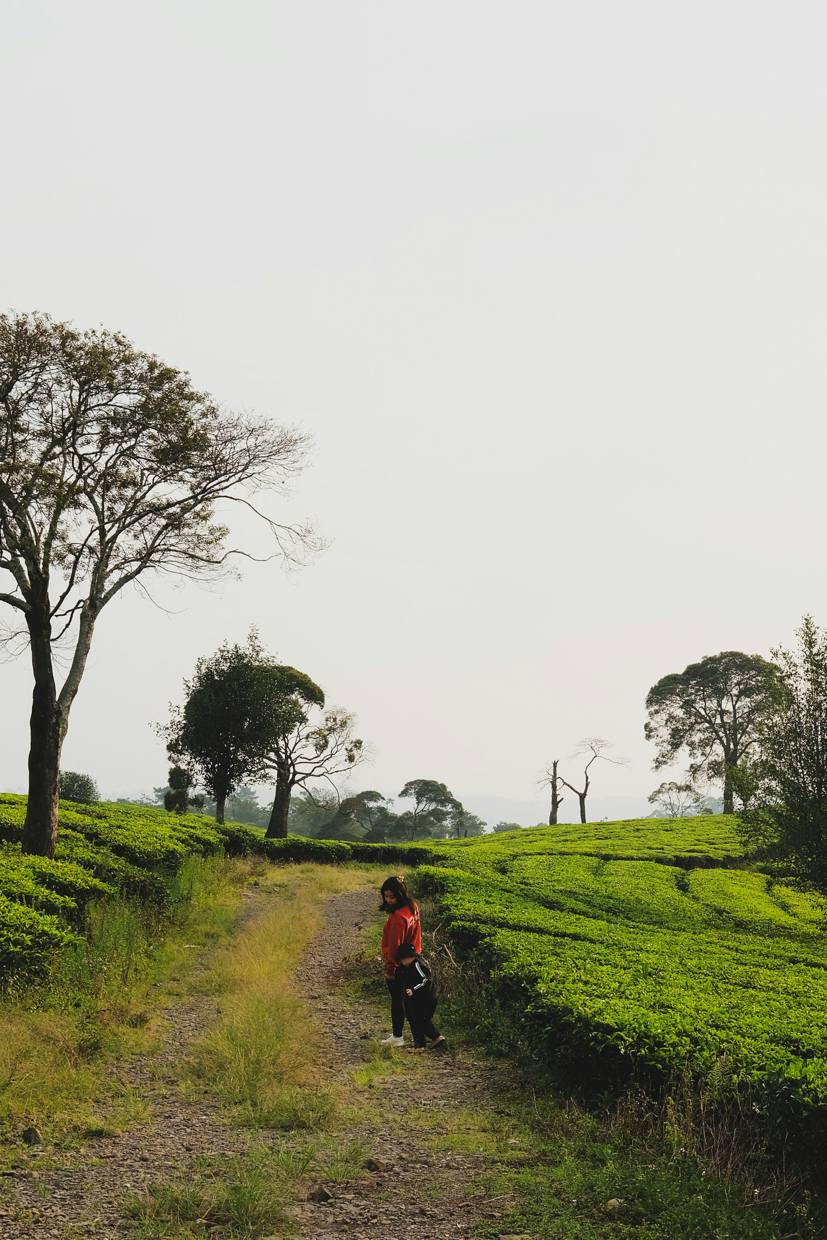 Person stands on path in lush green tea plantation
