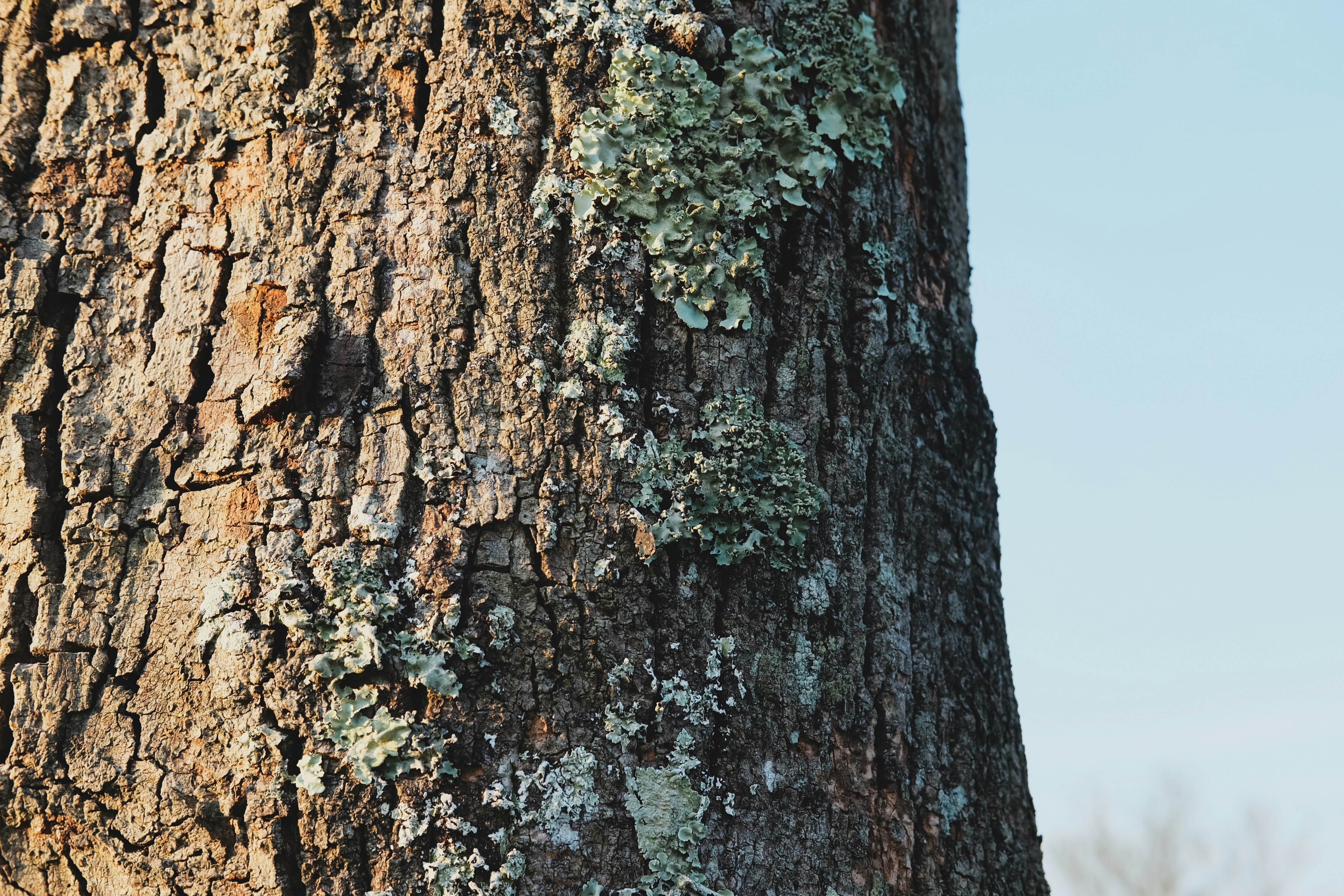 Nature's Textured Canvas