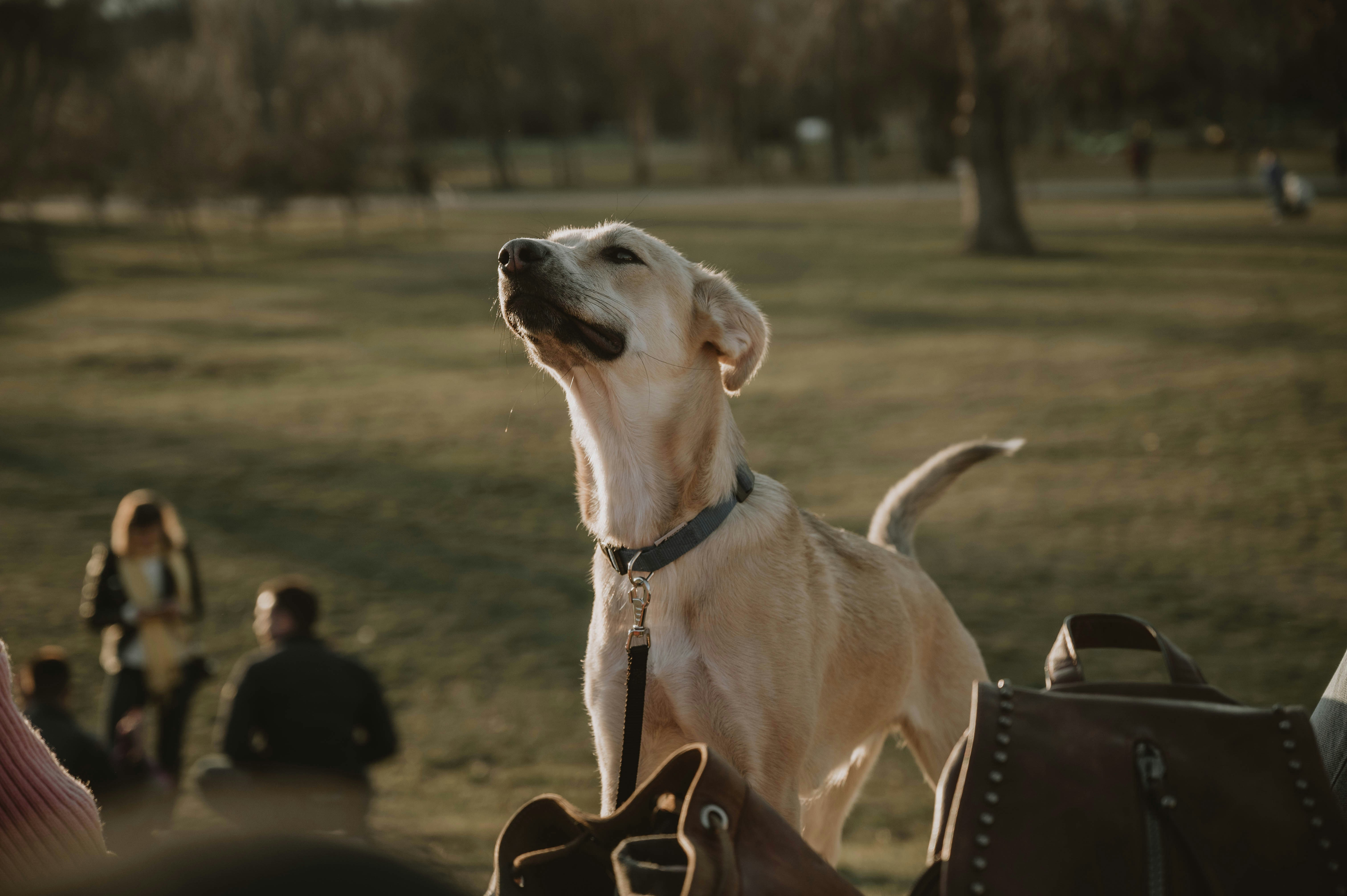 A light-colored dog looks up in a grassy park.
