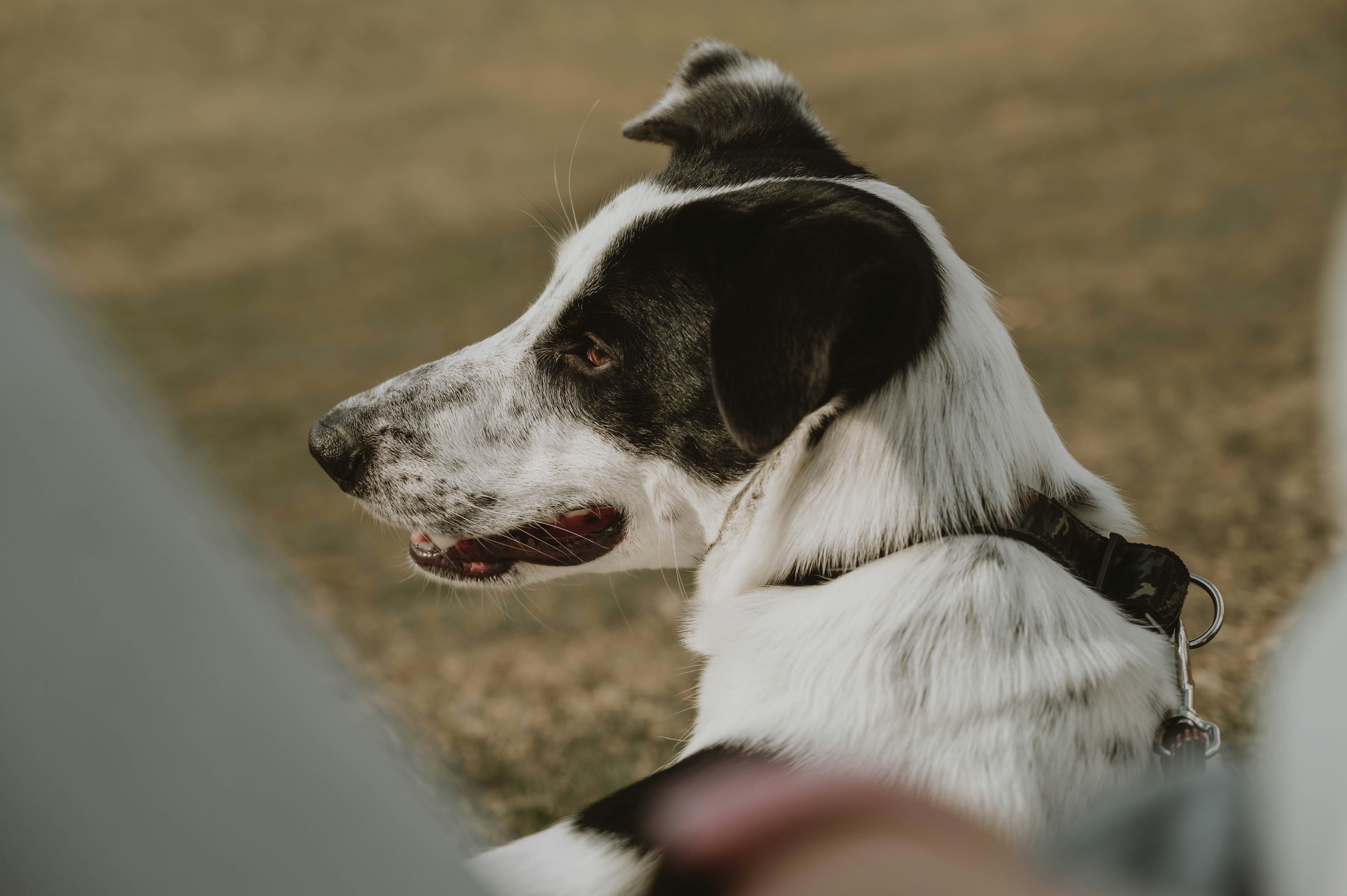 Black and white dog looking to the side