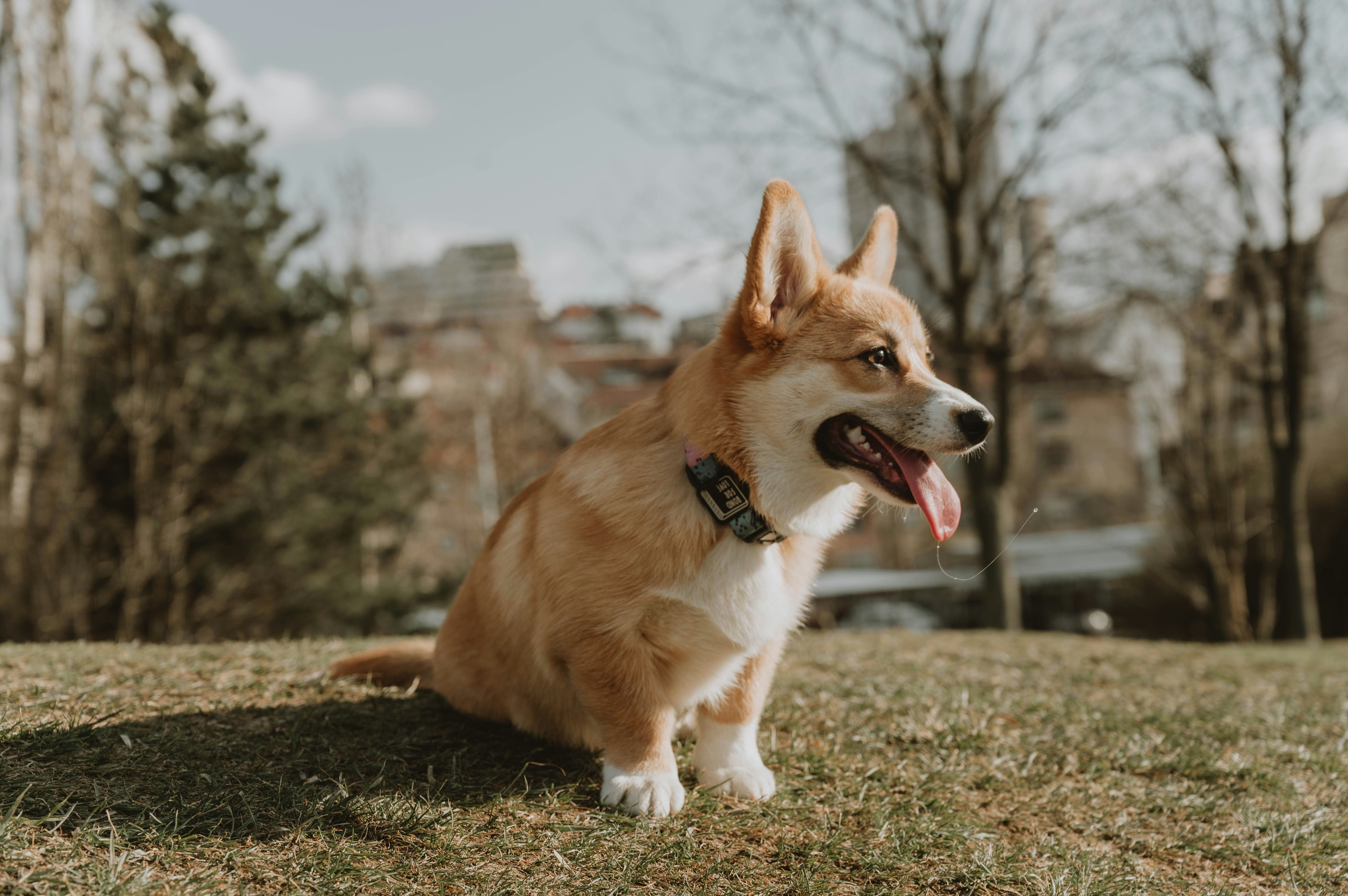 A playful corgi sitting on grass, tongue out, with a city backdrop and trees in the distance.
