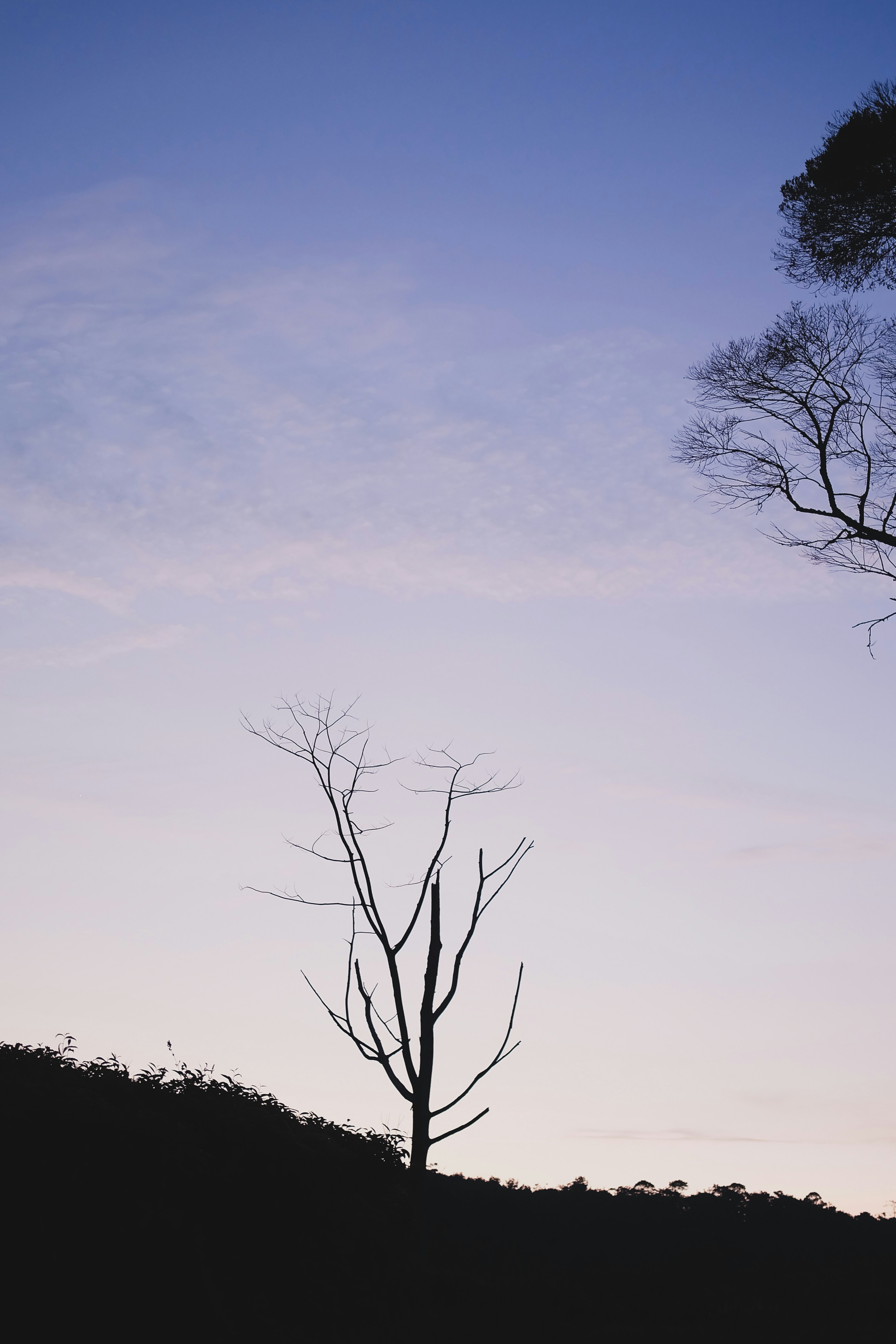 Whispers of Twilight: A Tree's Solitude