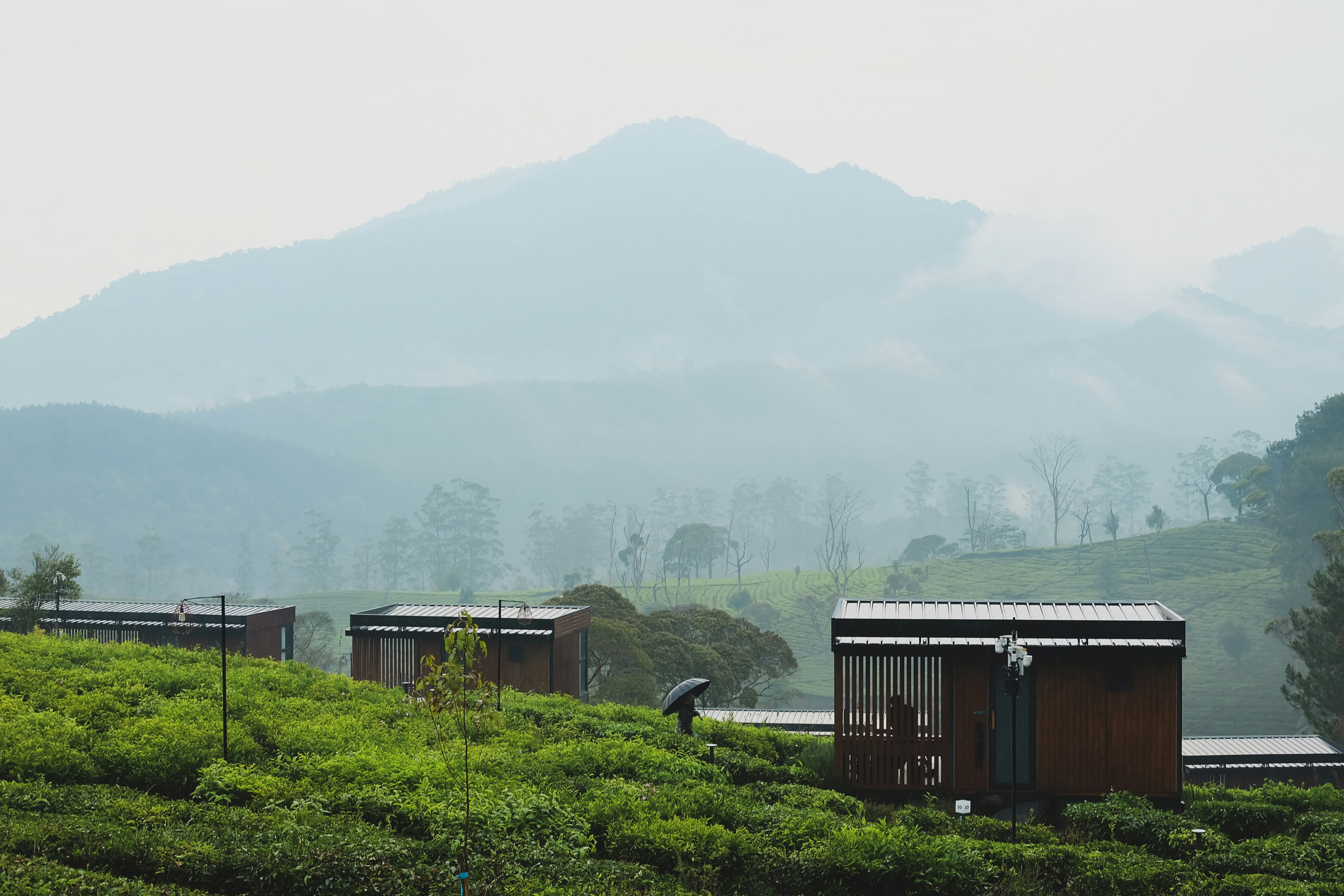 Modern wooden cabins nestled in lush green tea fields under a misty mountain backdrop.
