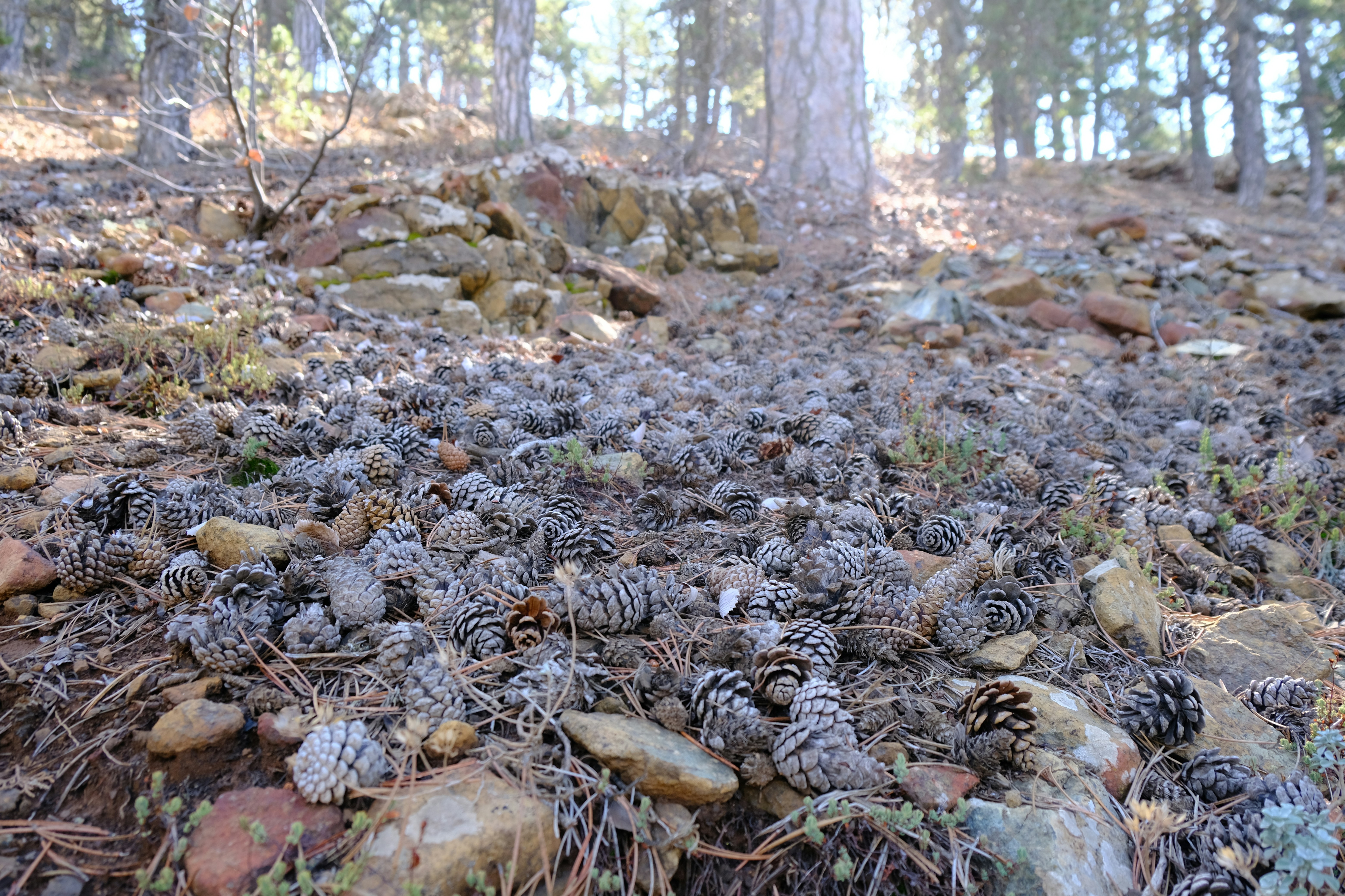 Nature's Tapestry: The Forest Floor's Hidden Gem