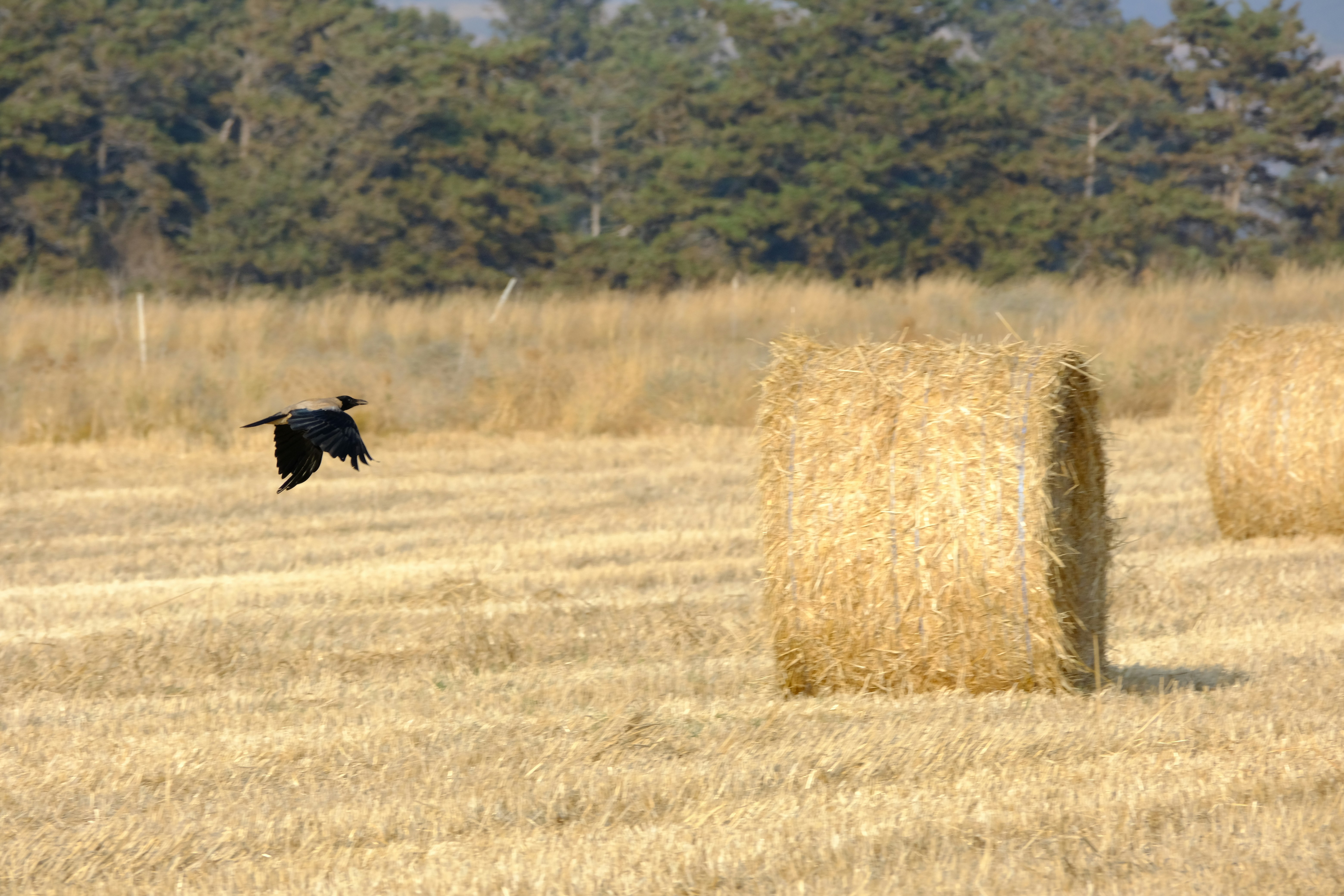 Flight Over Golden Fields