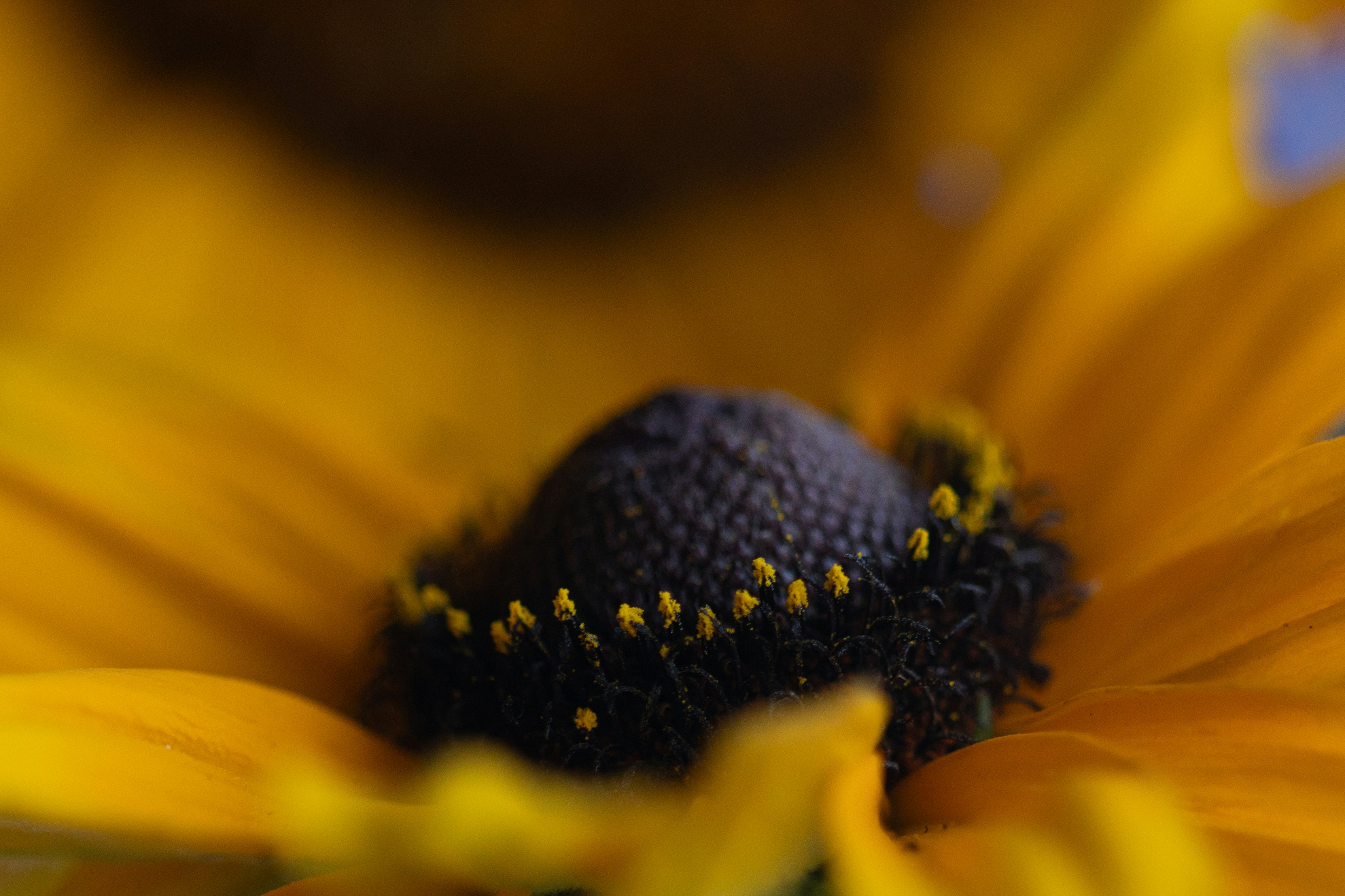 Close-up of a yellow flower's center