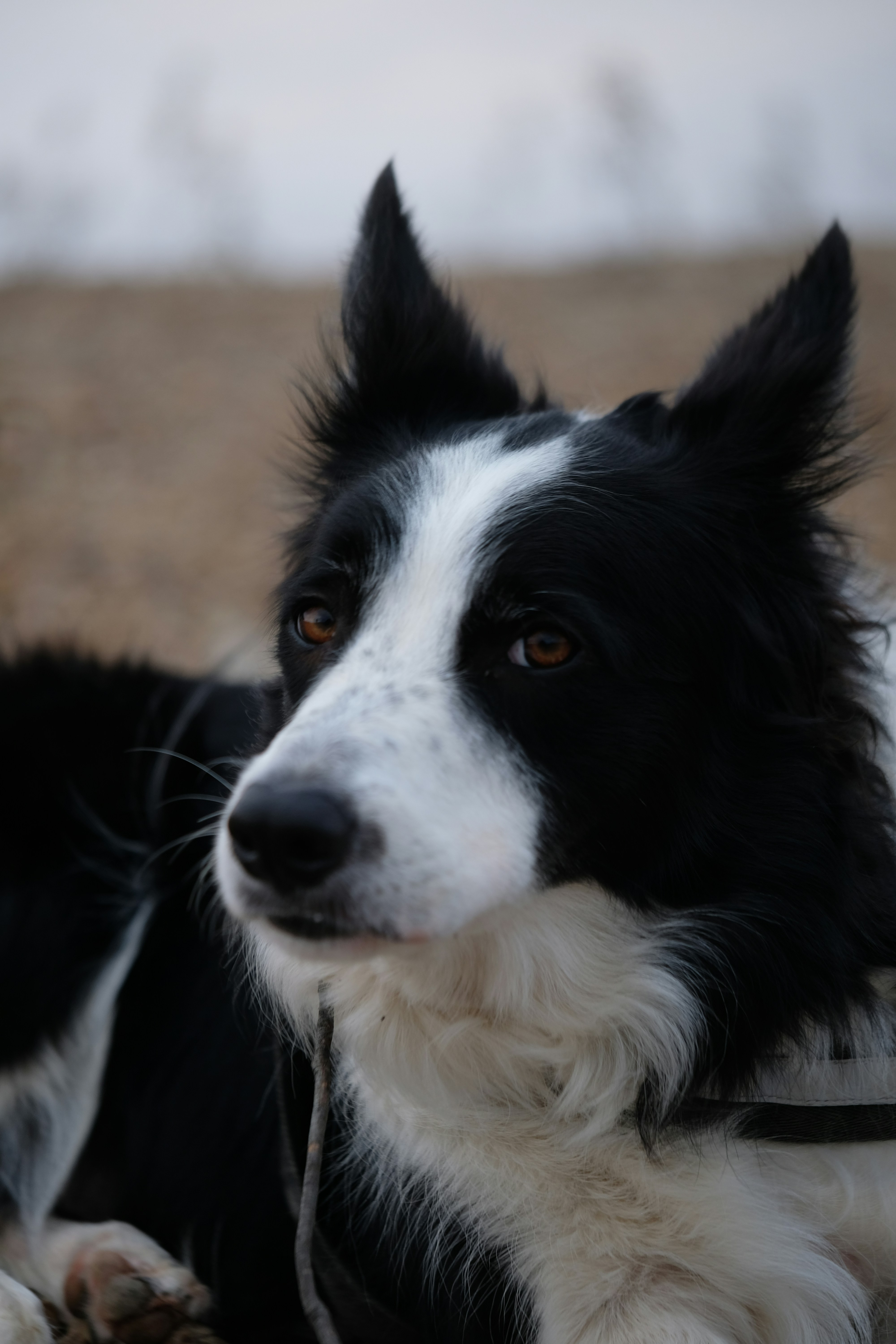 Close-up portrait of a curious Border Collie dog with striking black and white fur, intense amber eyes gazing sideways, fluffy ears perked, lying relaxed on a snowy outdoor surface, high-resolution pet photography for dog lovers and nature enthusiasts. | A close-up of a black and white border collie dog.