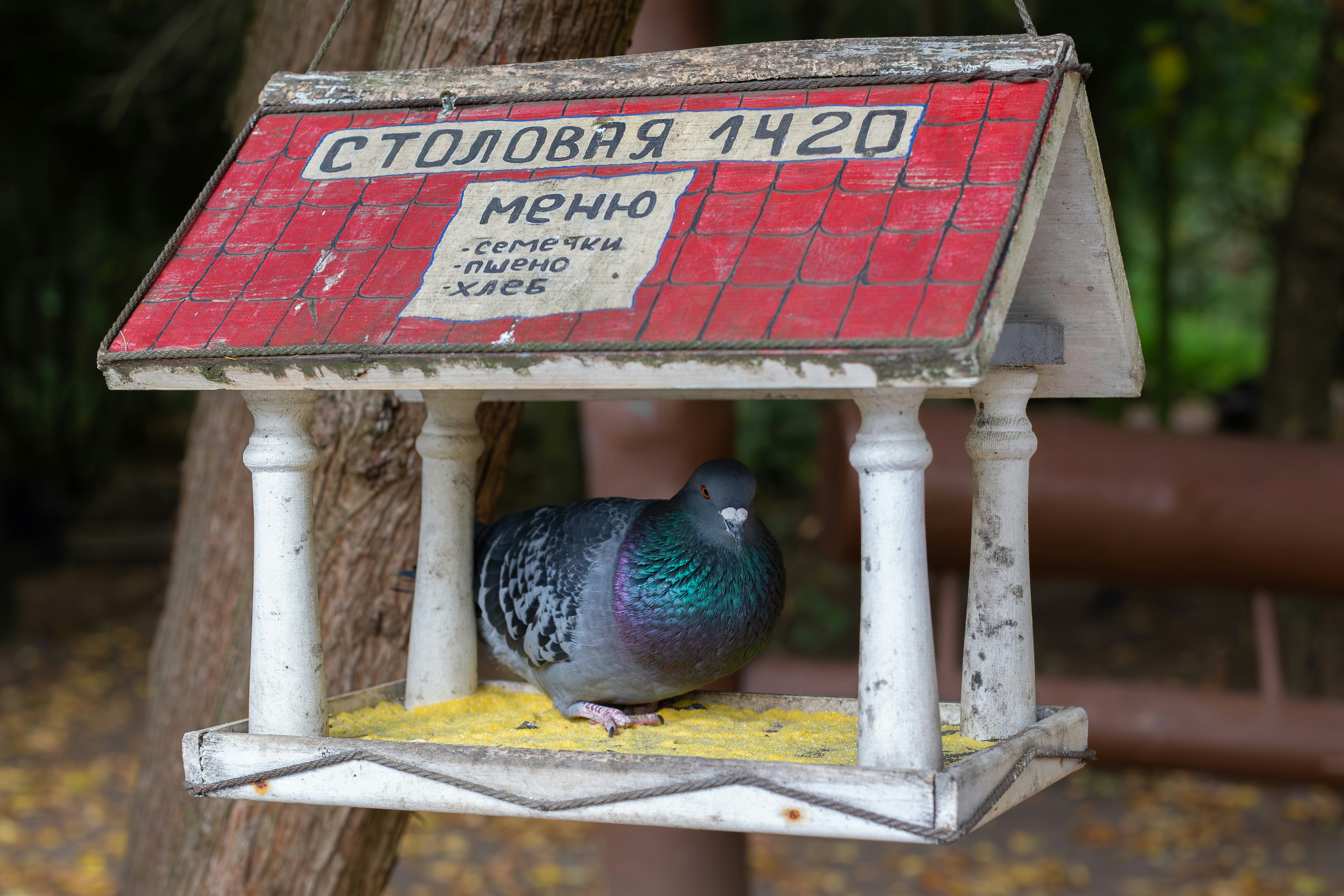 A Cozy Haven for Urban Birds