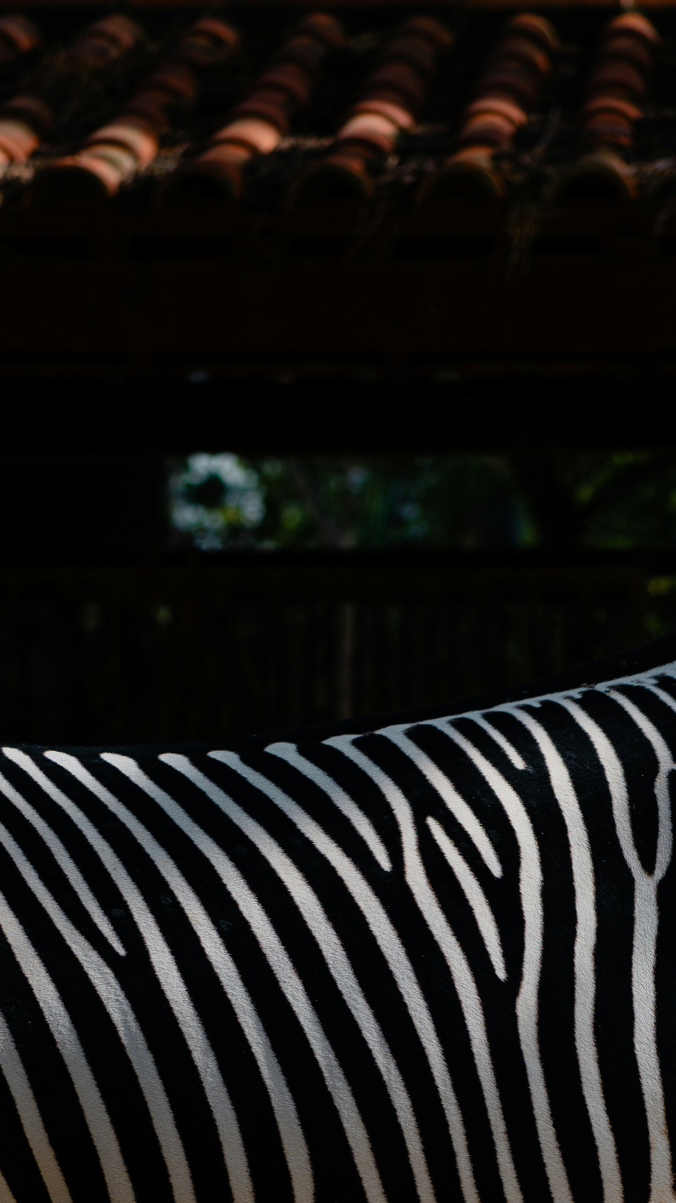 Zebra stripes against a tiled roof background