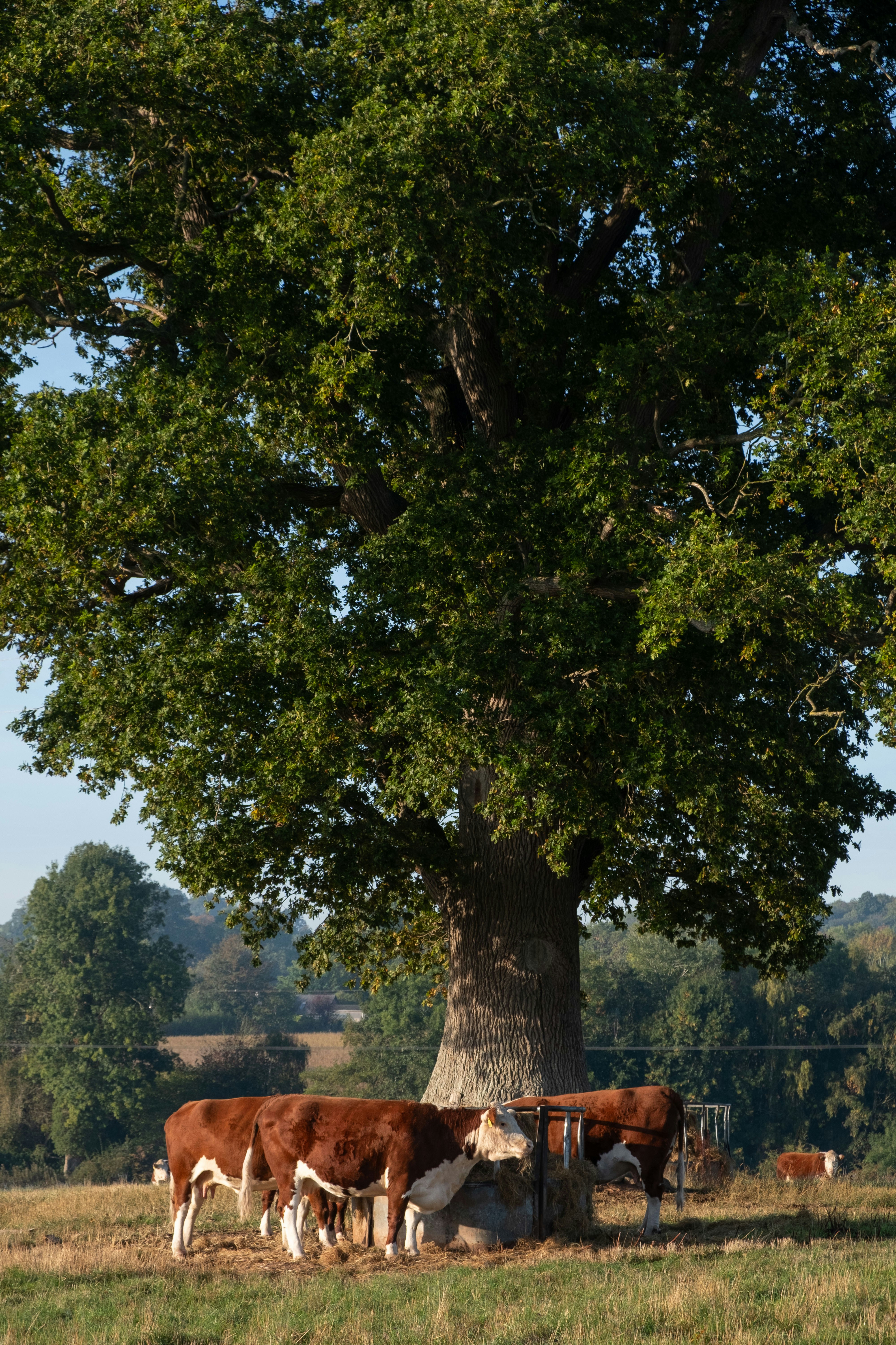Cows gathered under a large oak tree in a field. photo – Free ...