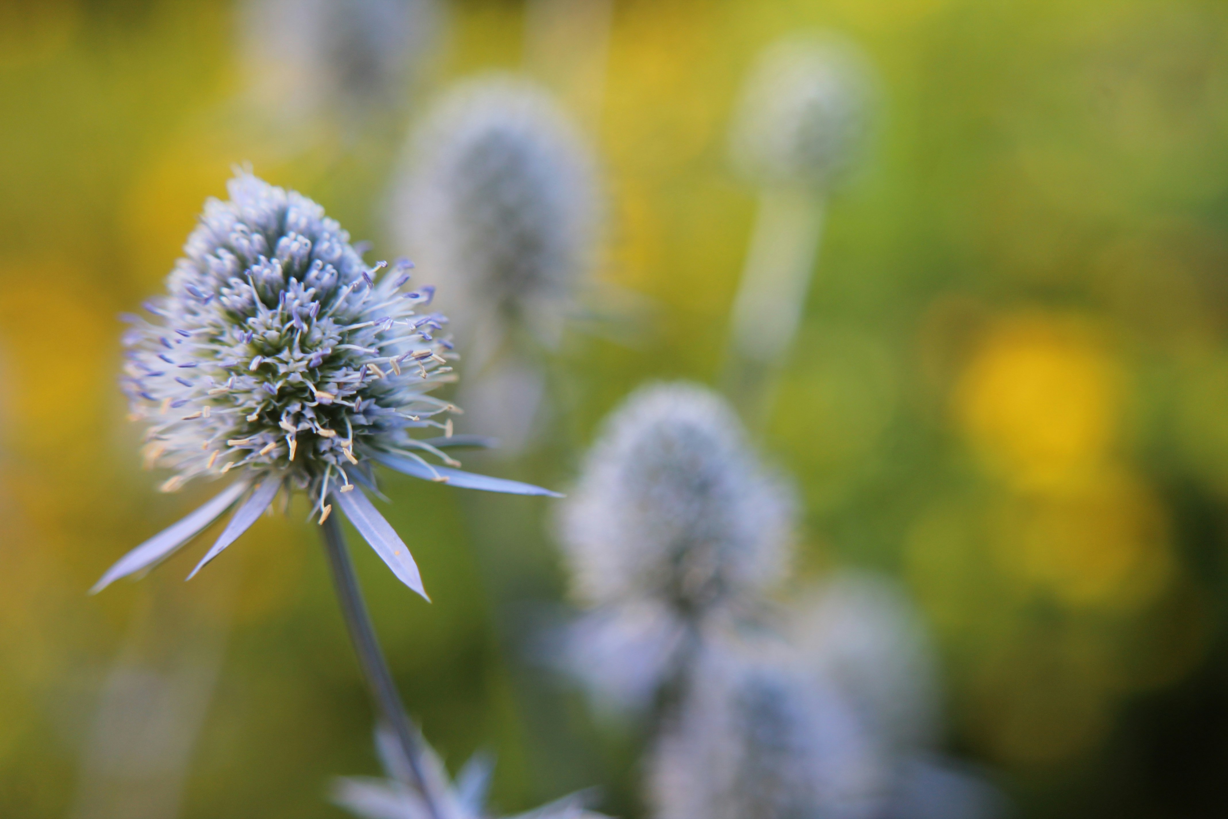 Close-up of a blue thistle flower with a blurred background of yellow and green hues, highlighting its intricate details and textures.