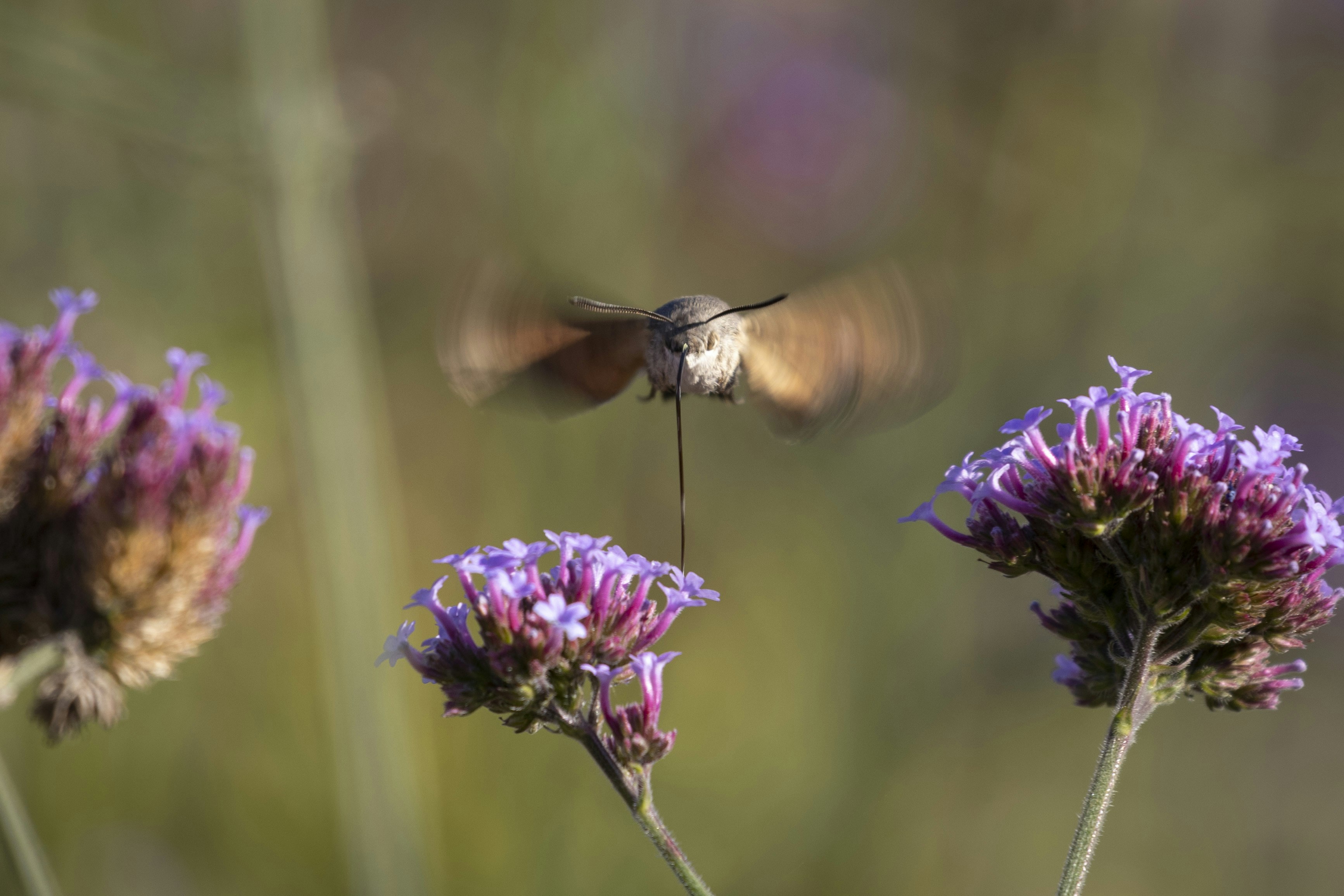 Hummingbird hawk-moth feeding on purple flowers