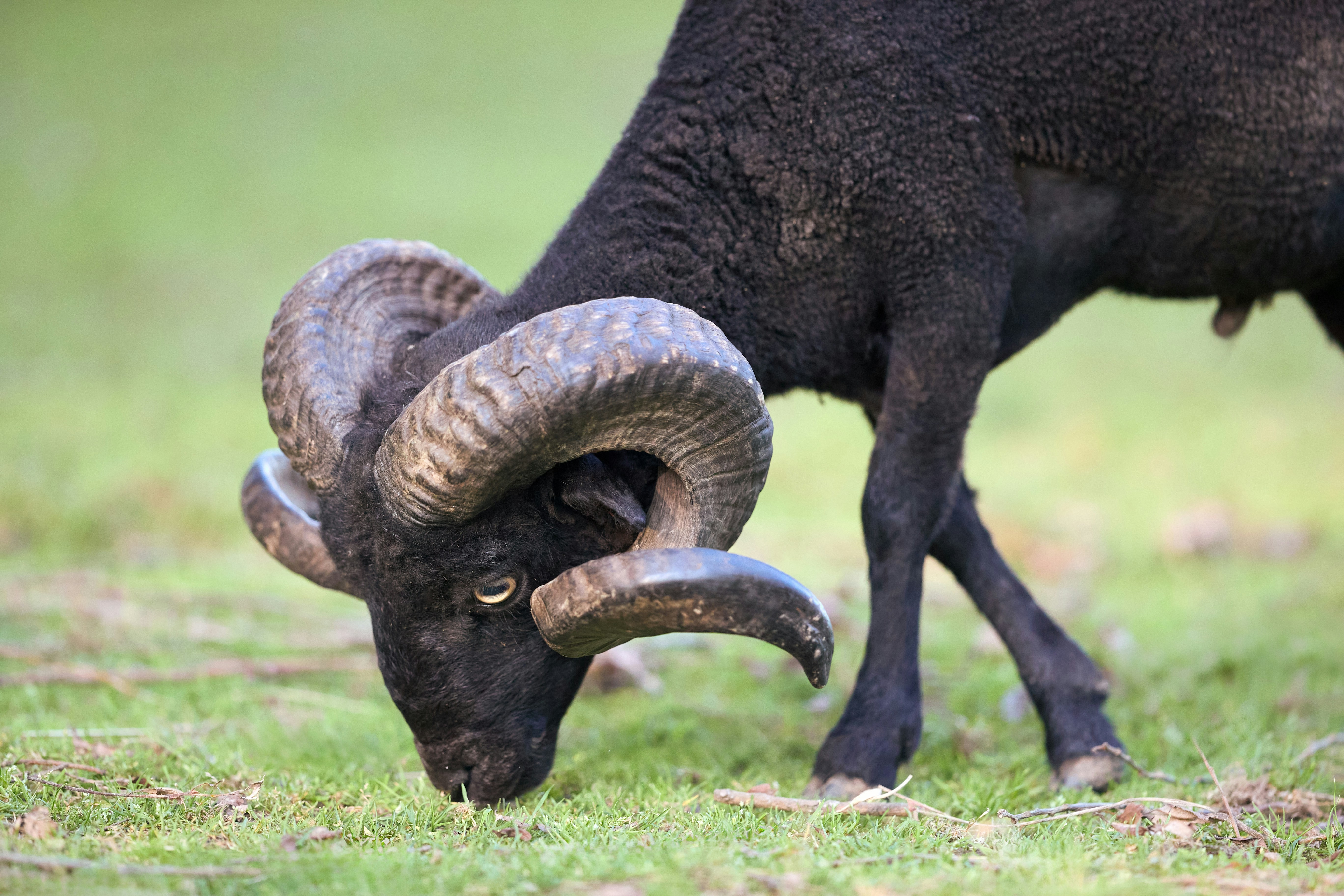 Majestic black ouessant ram with large, curved horns grazes on fresh green grass, highlighting its powerful build and serene nature in a natural setting. | A black ram with large curved horns grazing.