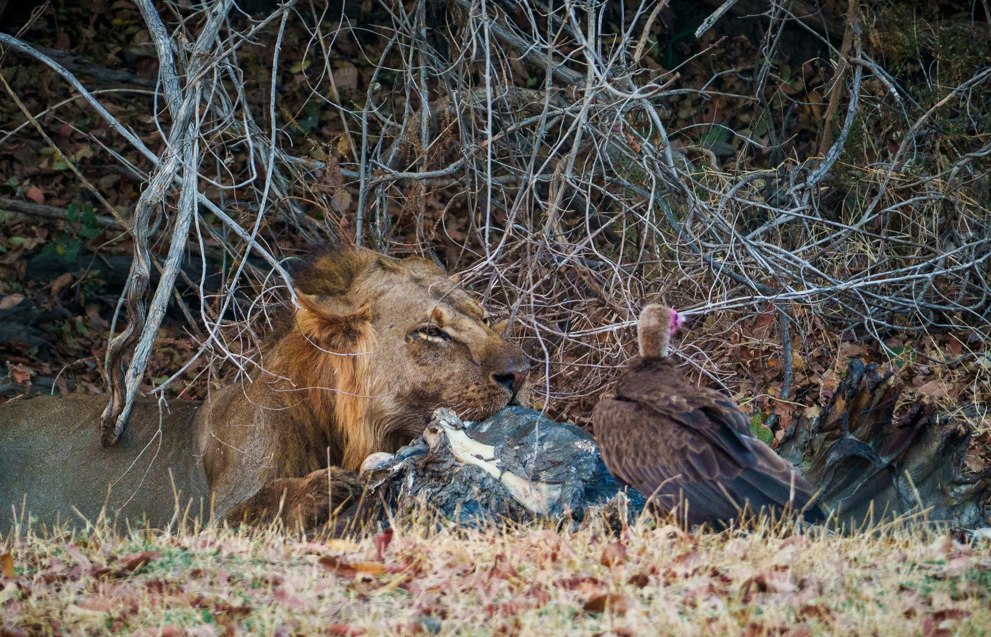The Circle of Life: A Moment of Nature's Balance