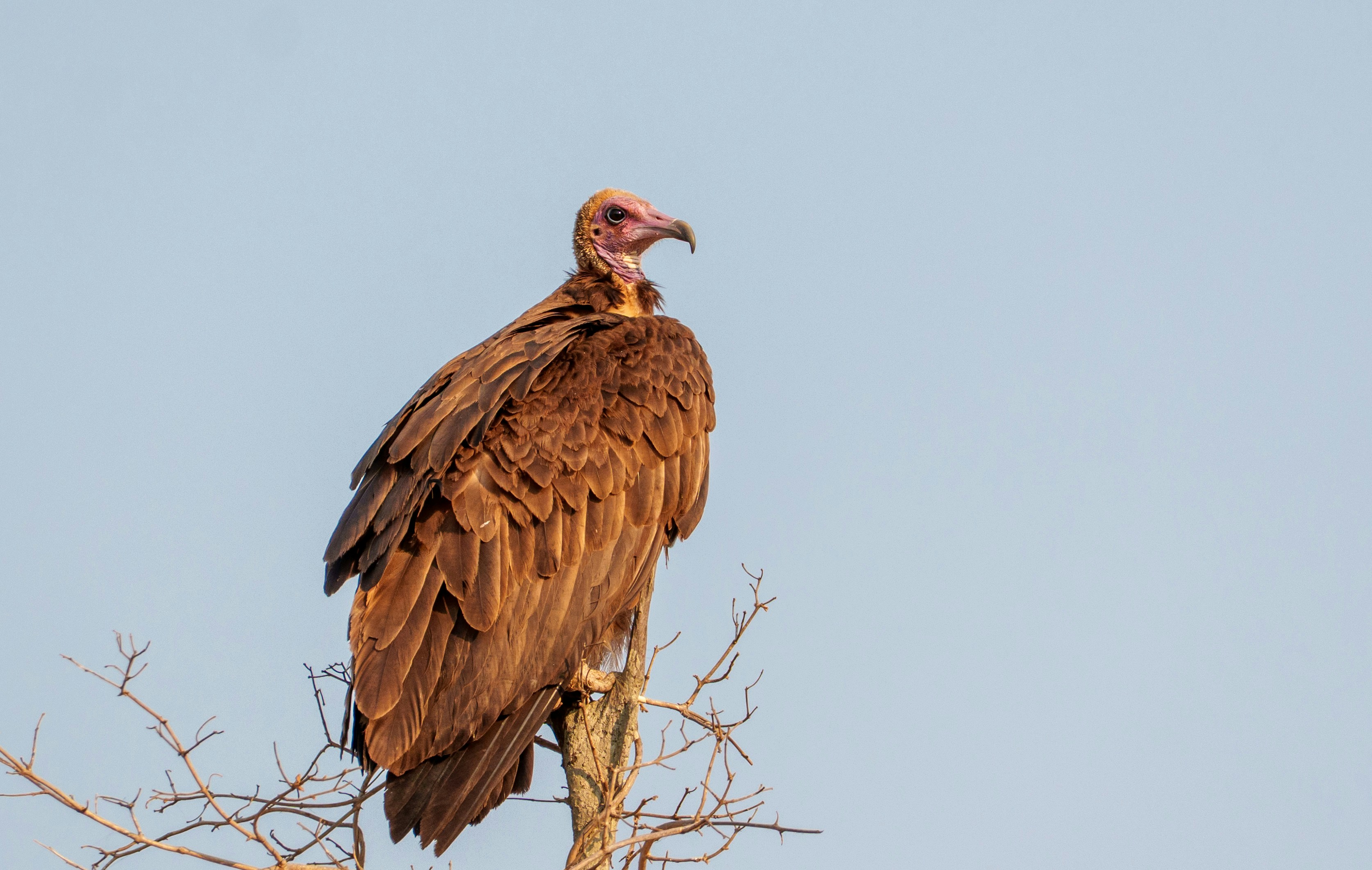 Sentinel on a Bare Branch: a Red-headed Vulture against a Pale Blue Sky