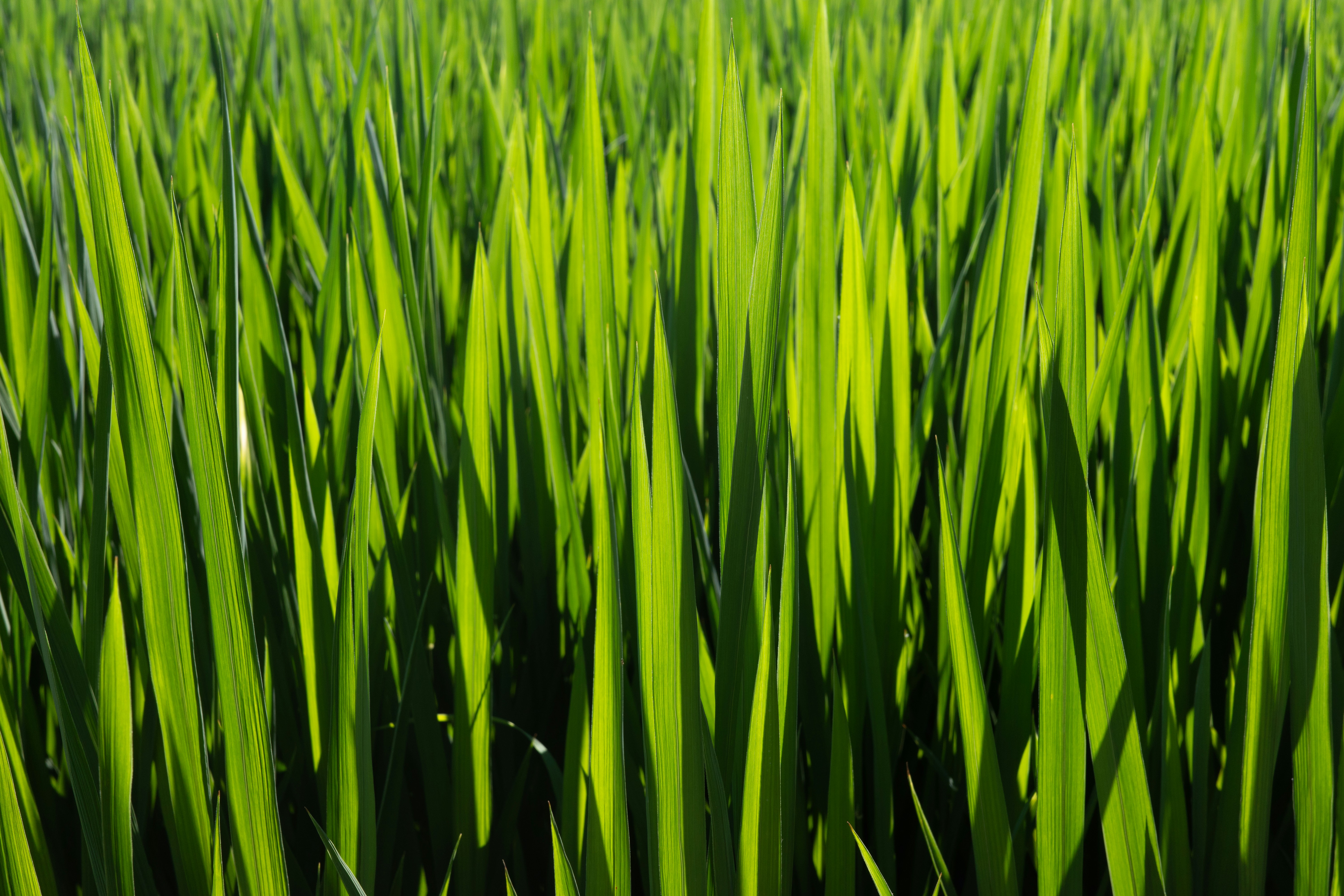 Sunlit Emerald Threads: Close-Up of Grass Blades
